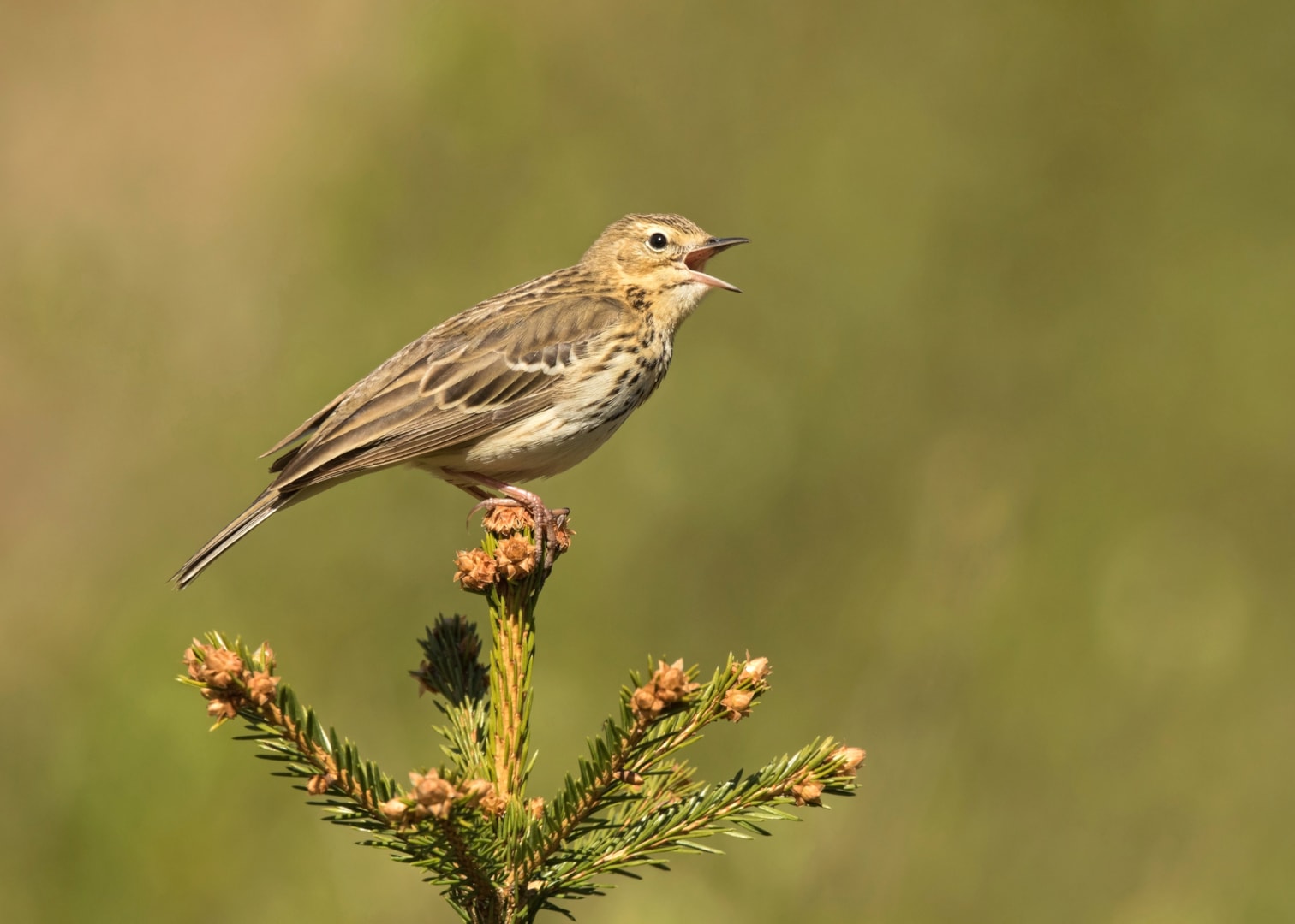 Tree Pipit by Paul Coombes - BirdGuides