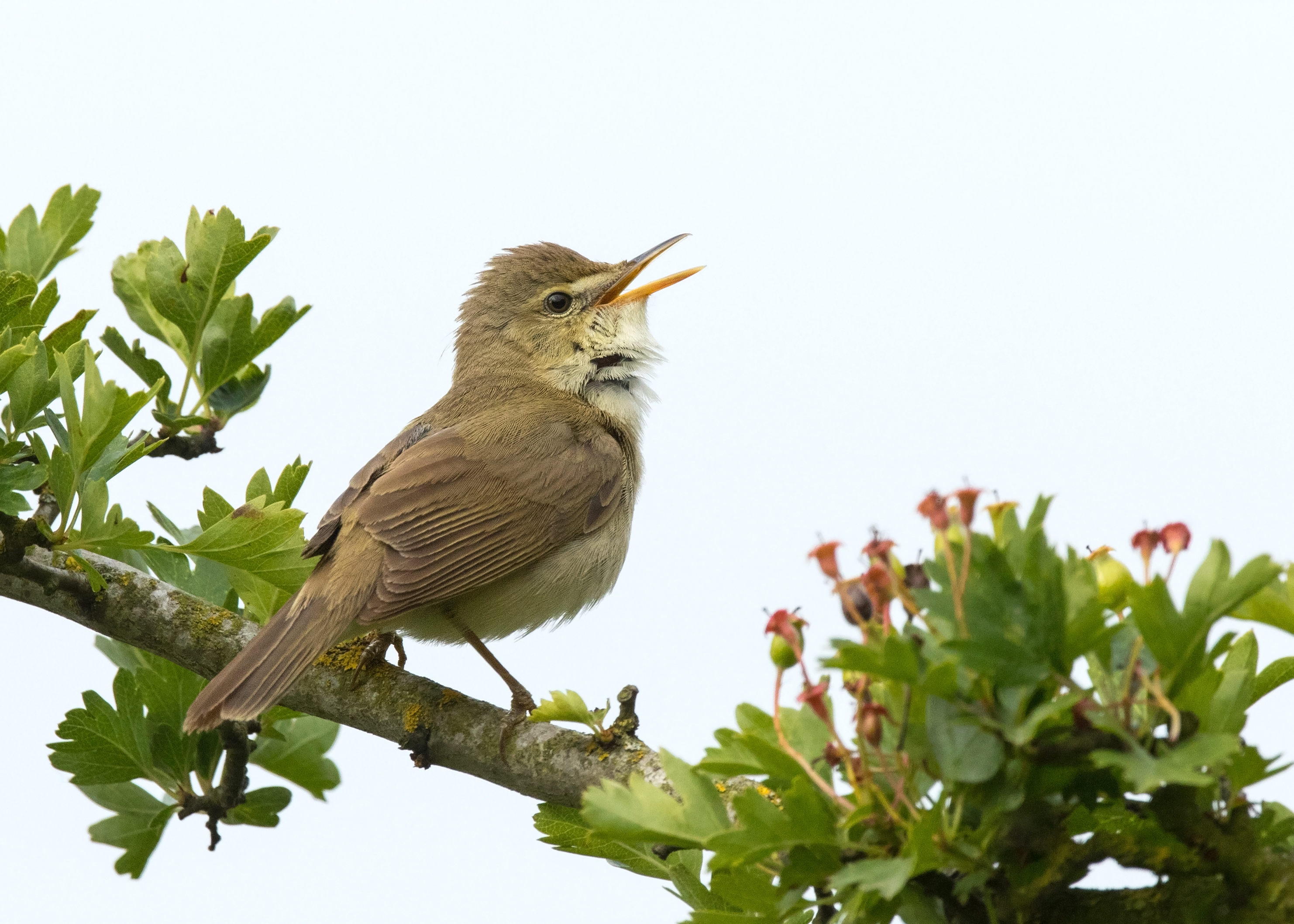 Details : Blyth's Reed Warbler - BirdGuides