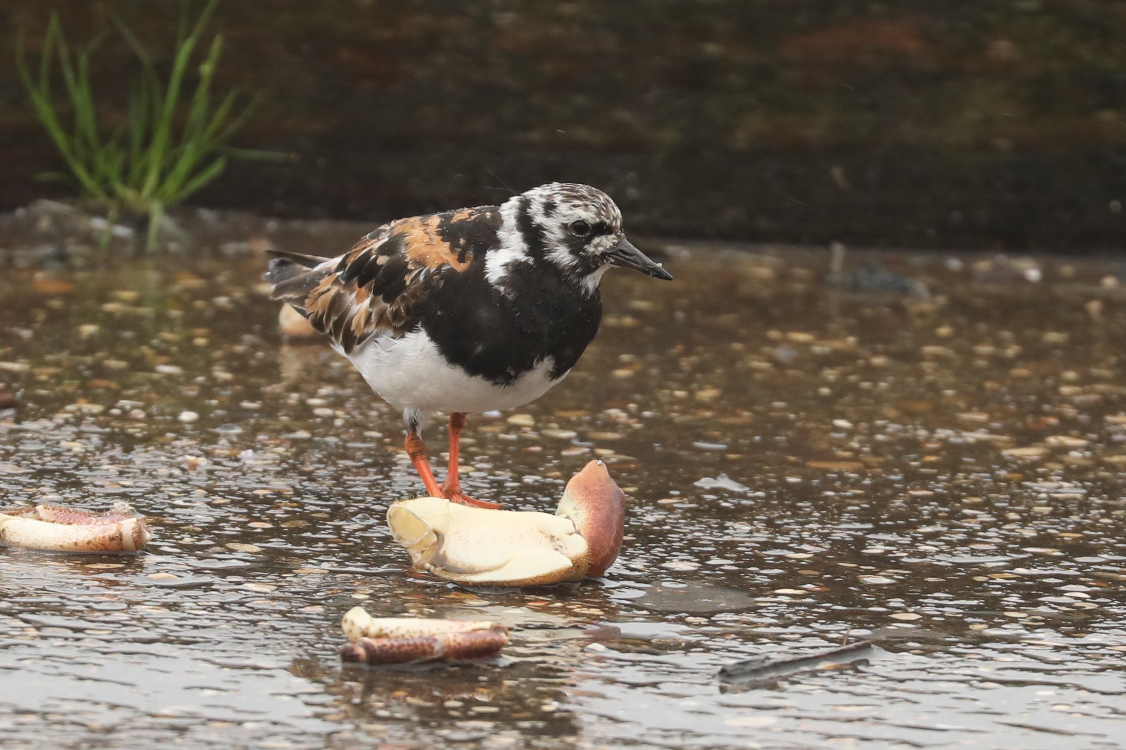 Birdwatching Sites in North Yorkshire - BirdGuides