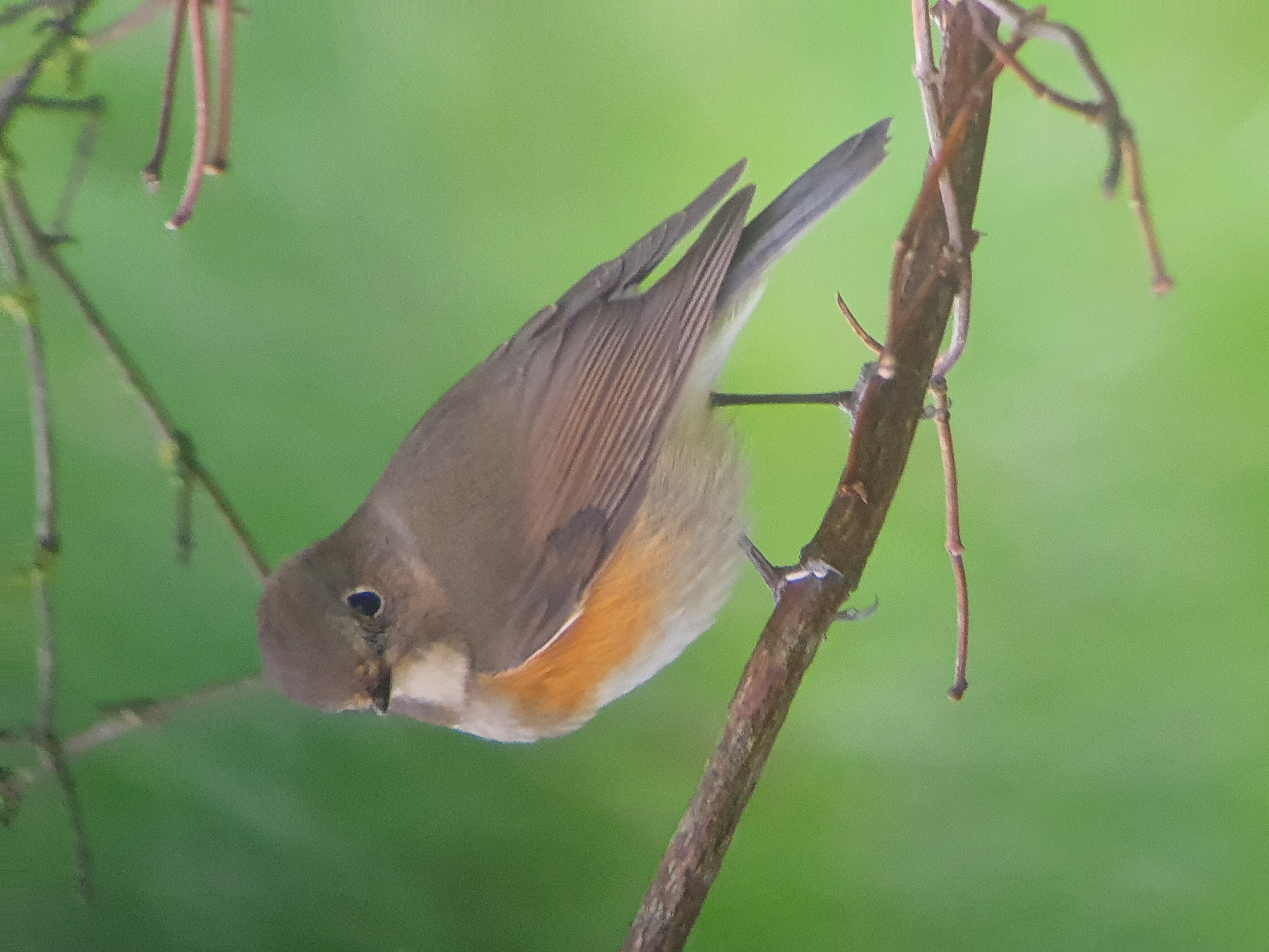Birdwatching Sites in East Yorkshire - BirdGuides