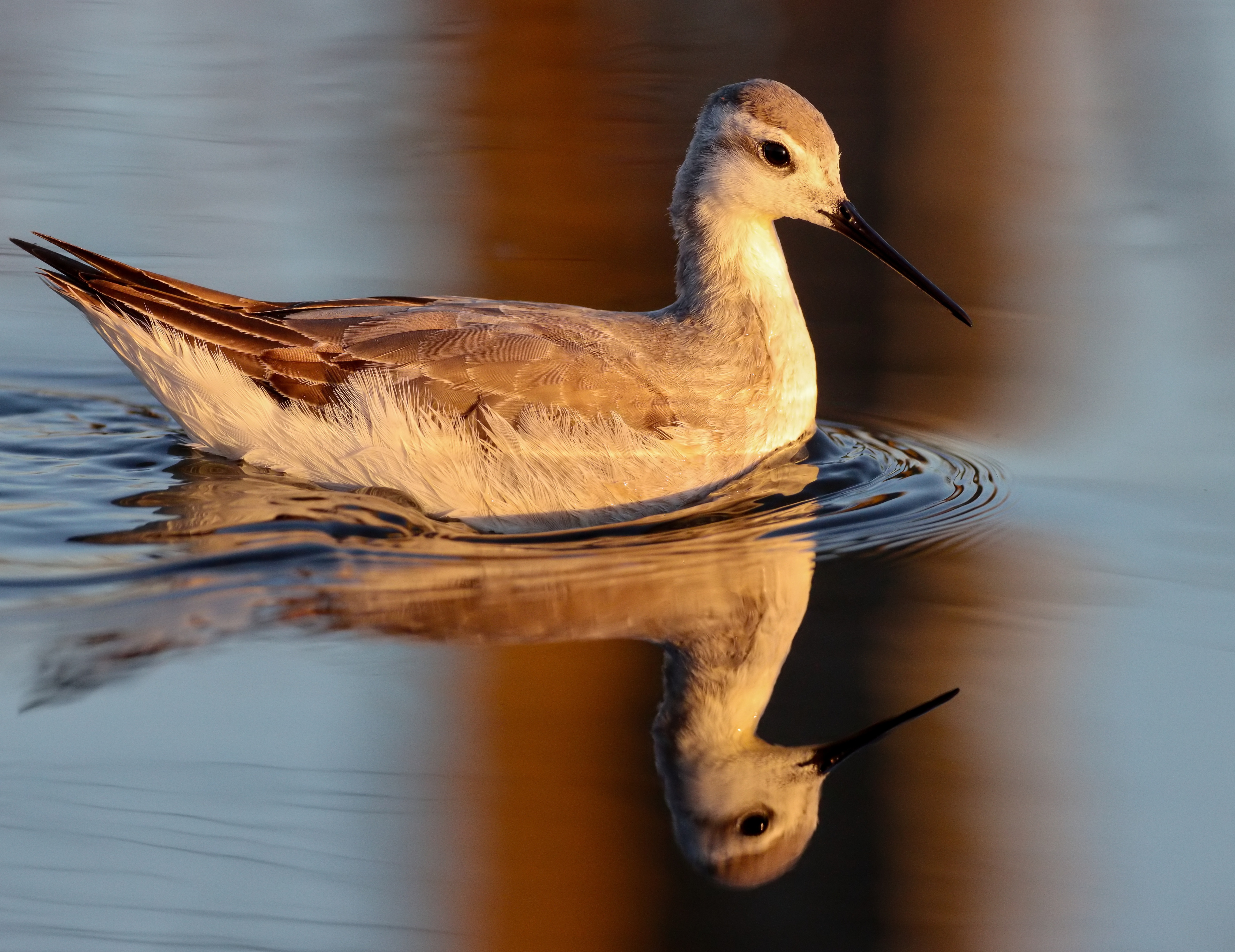 Details : Wilson's Phalarope - BirdGuides