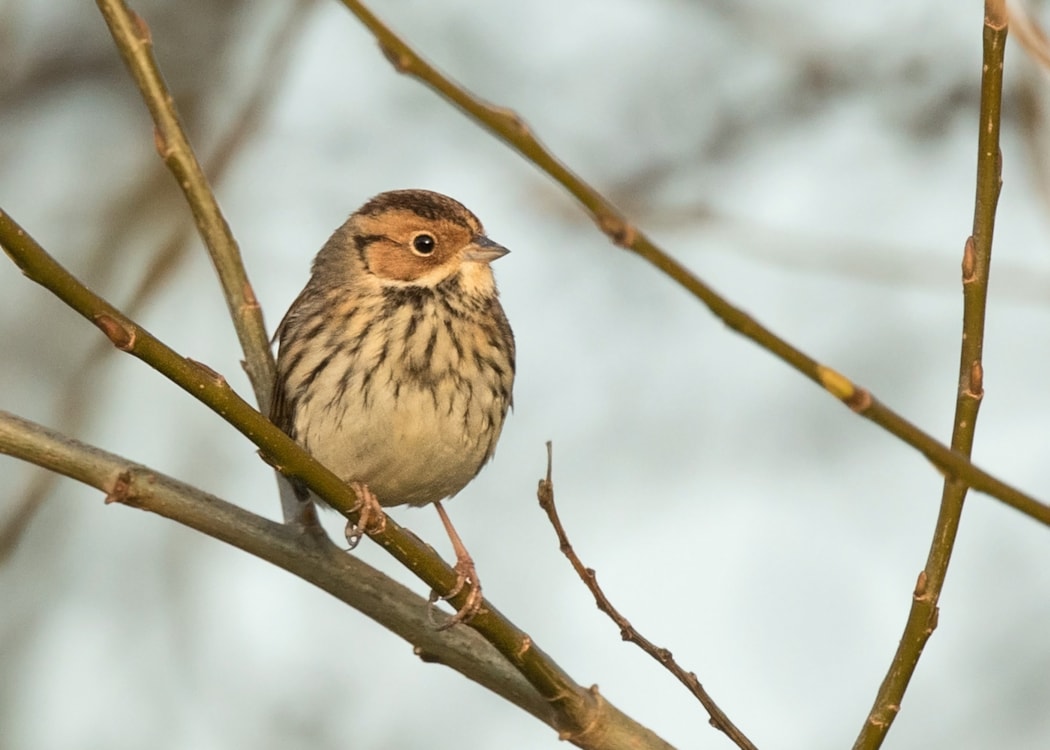 Little Bunting by Paul Coombes - BirdGuides