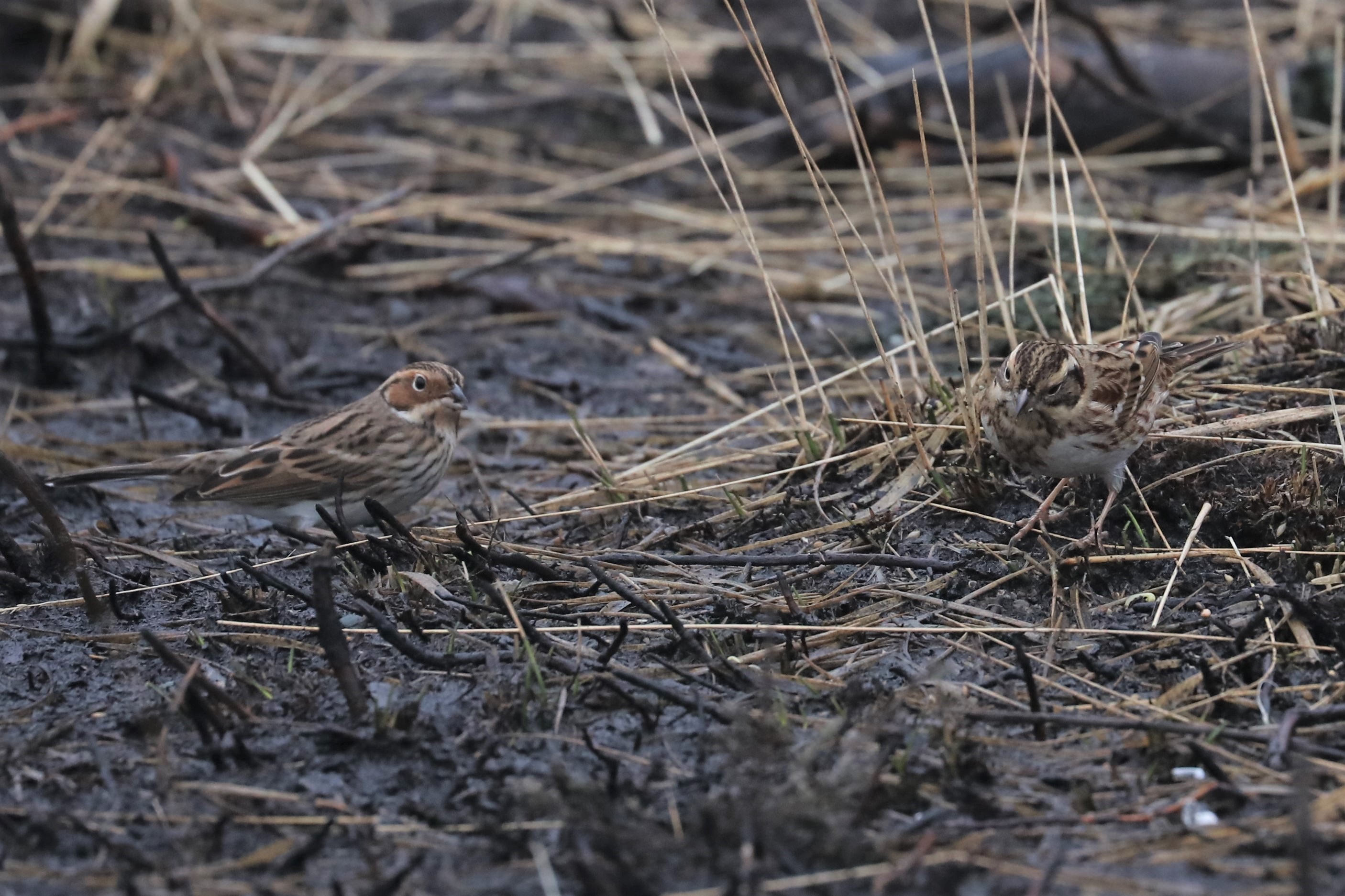 Rustic Bunting by Matthew Mellor - BirdGuides