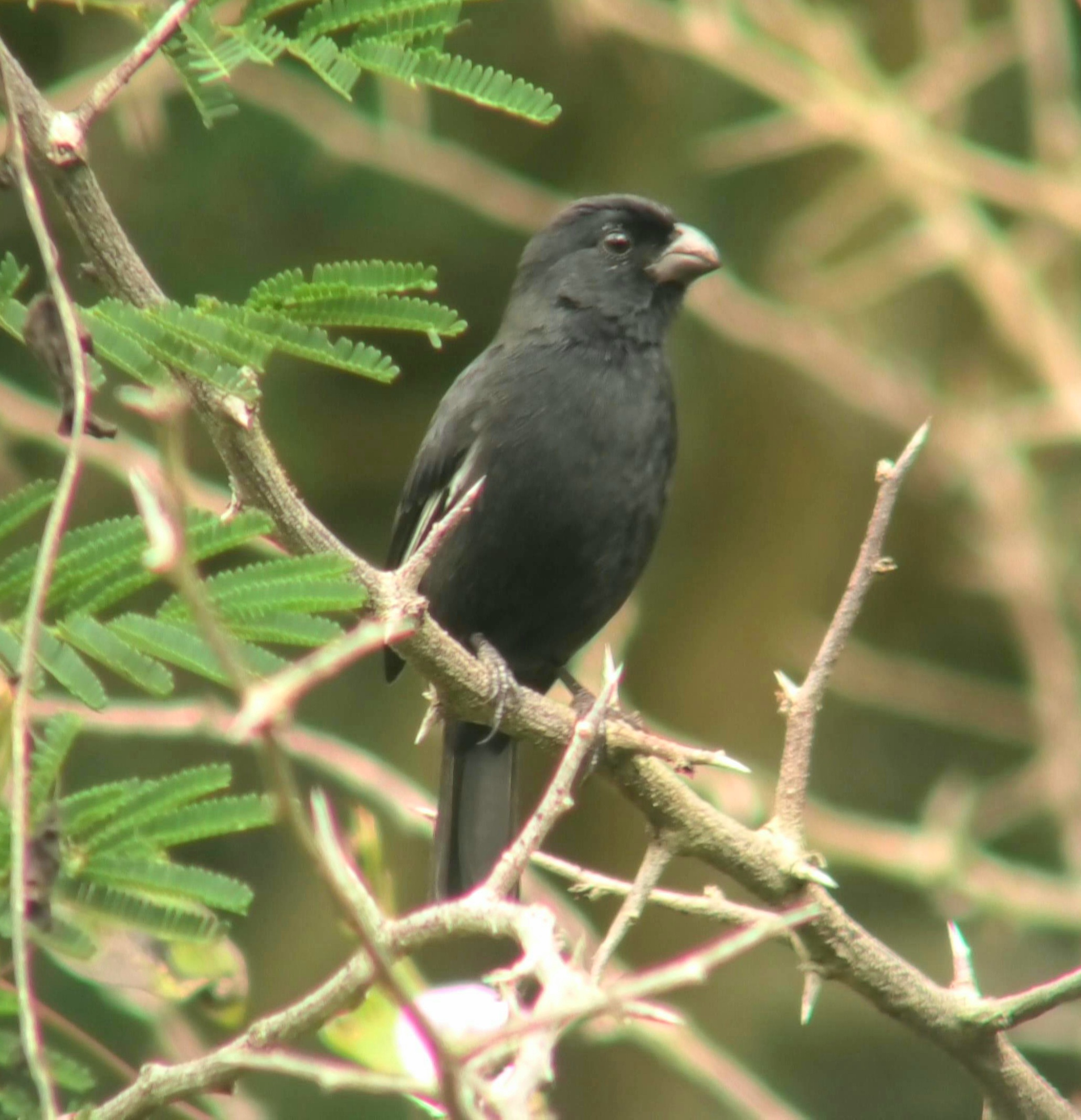 Details : Cuban Bullfinch - BirdGuides