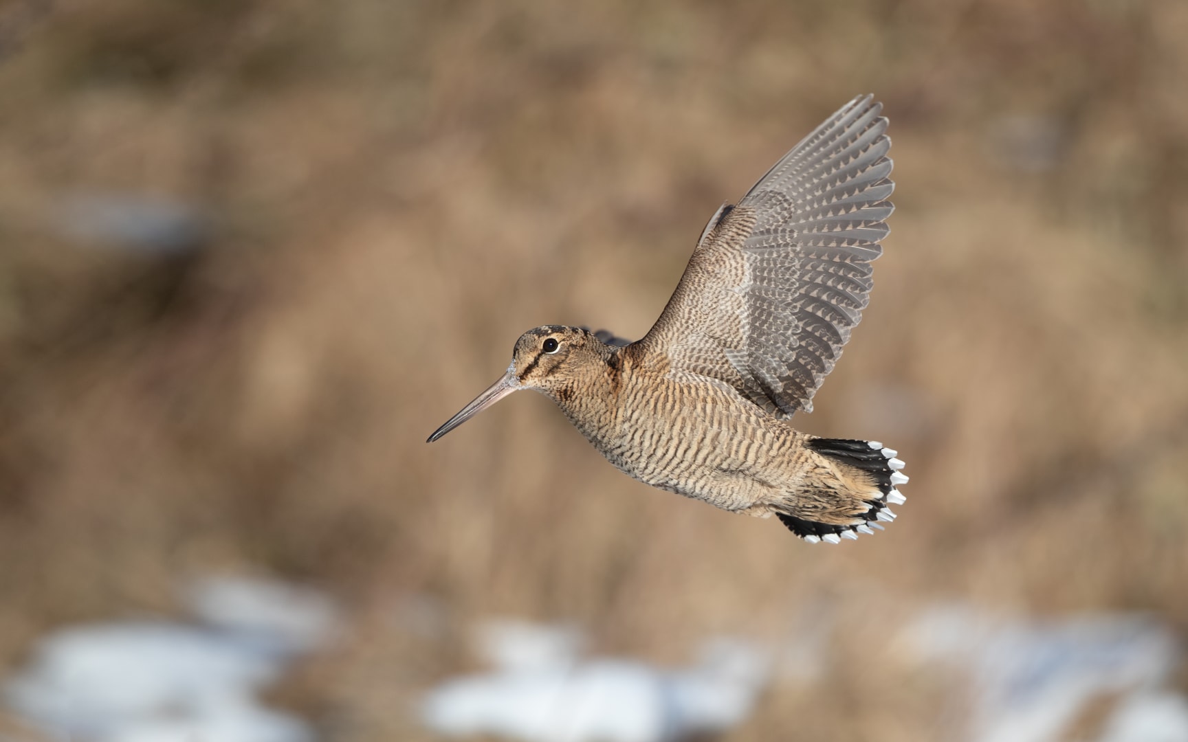 Eurasian Woodcock by Helge Sorensen - BirdGuides