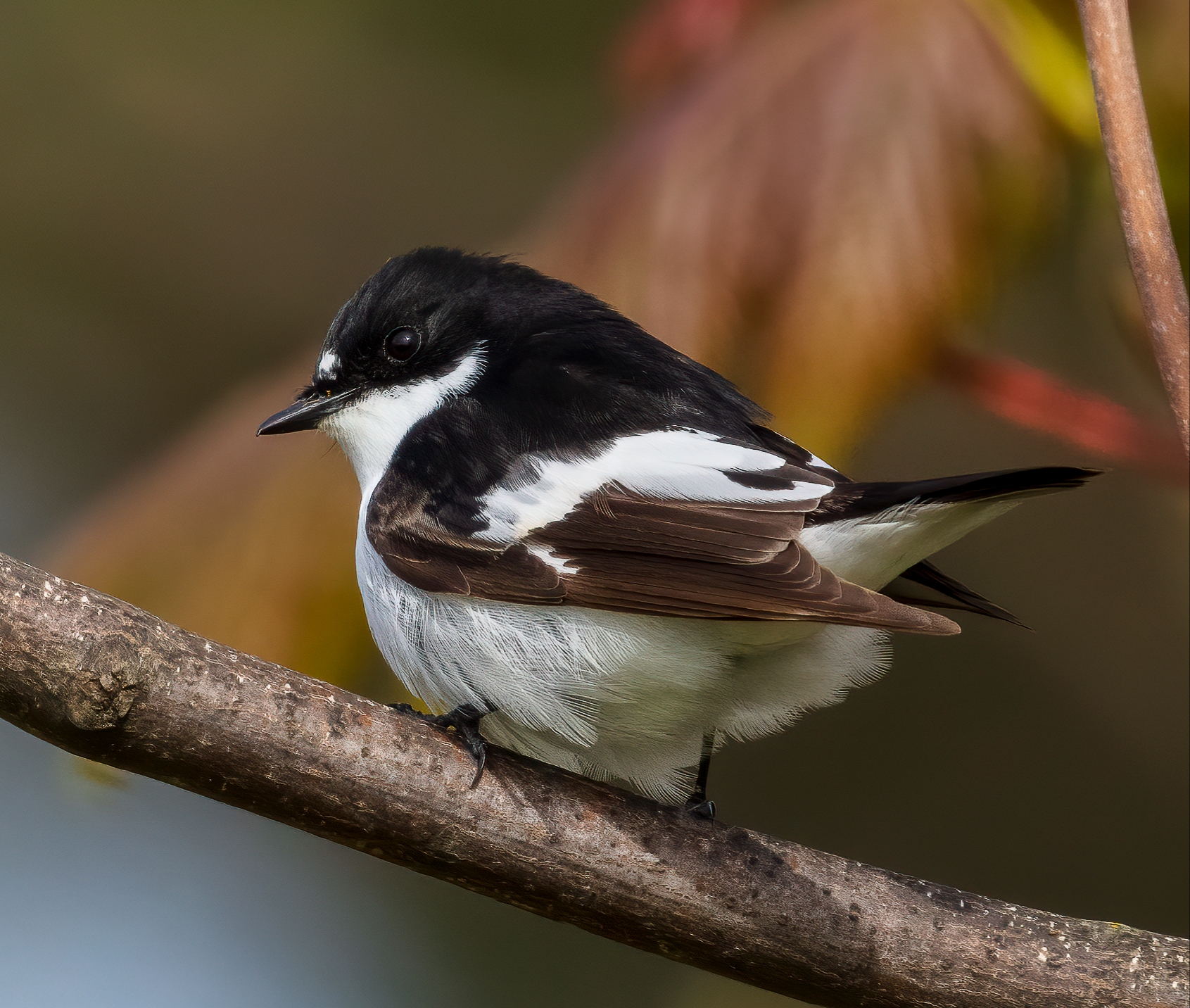 Pied Flycatcher by John Wall - BirdGuides