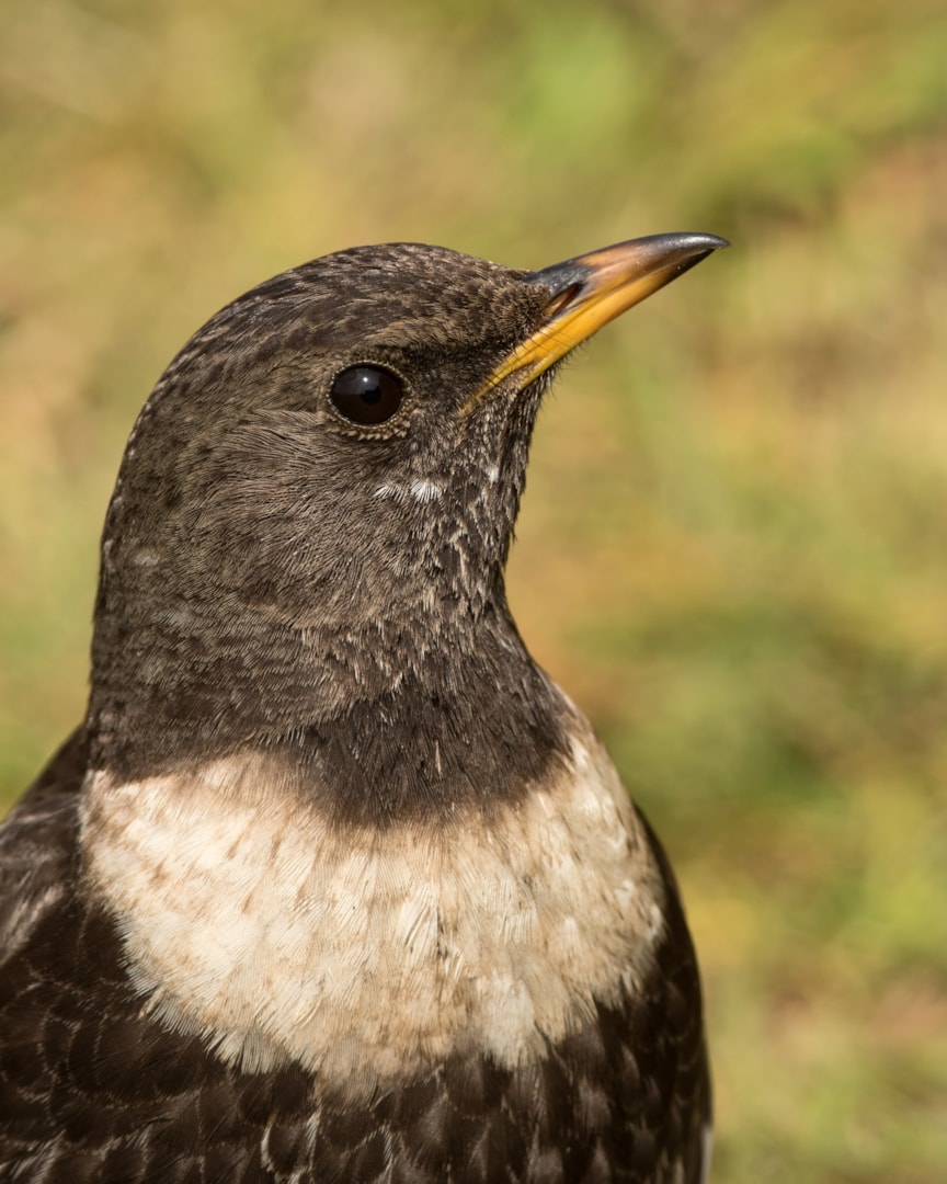 Ring Ouzel by Paul Coombes - BirdGuides