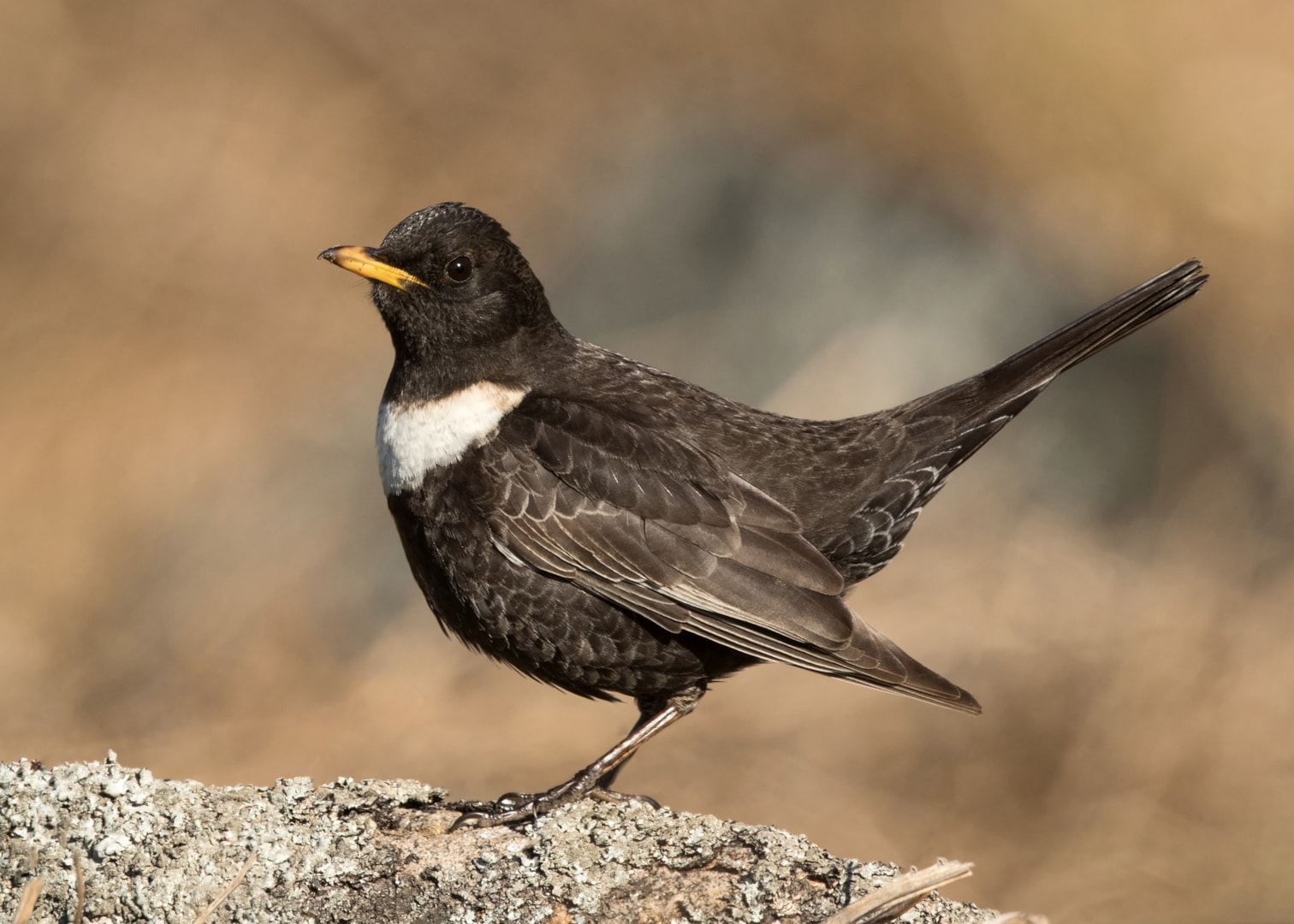 Ring Ouzel by Paul Coombes - BirdGuides