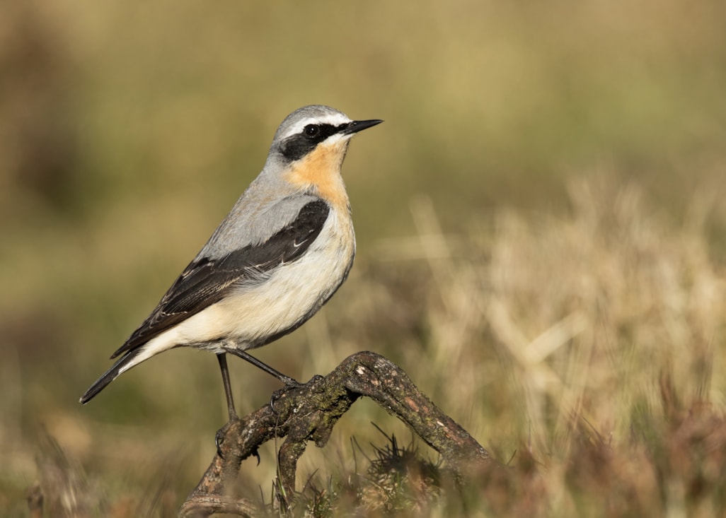 Northern Wheatear by Paul Coombes - BirdGuides