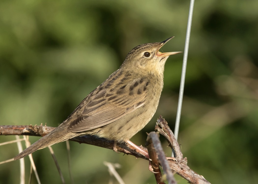 grasshopper-warbler-by-paul-coombes-birdguides