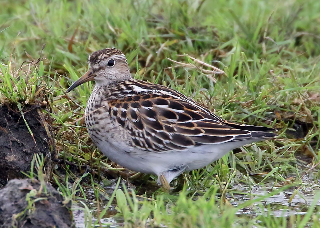 Pectoral Sandpiper by David Hastings - BirdGuides