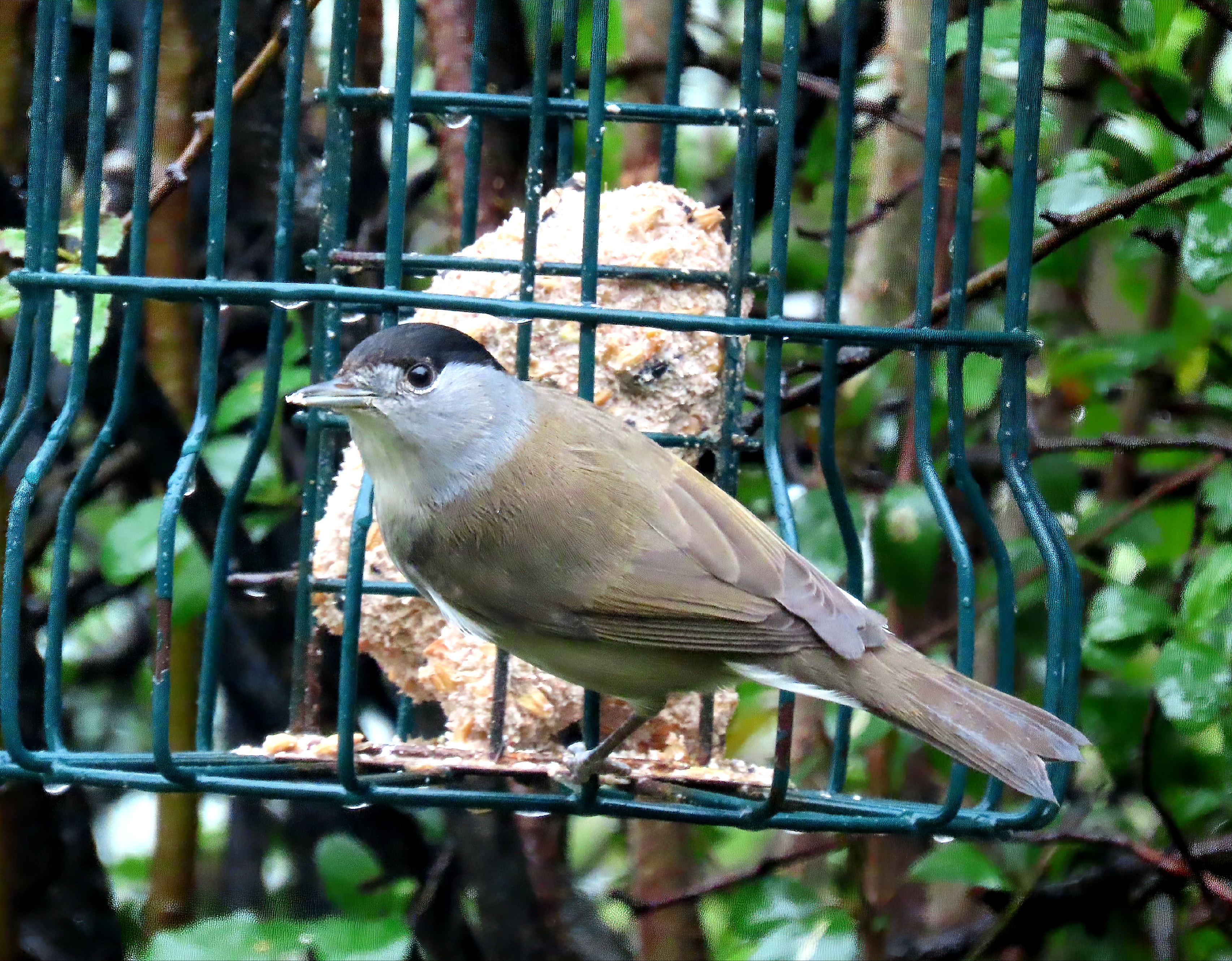 UK now a winter destination for Mediterranean birds - BirdGuides