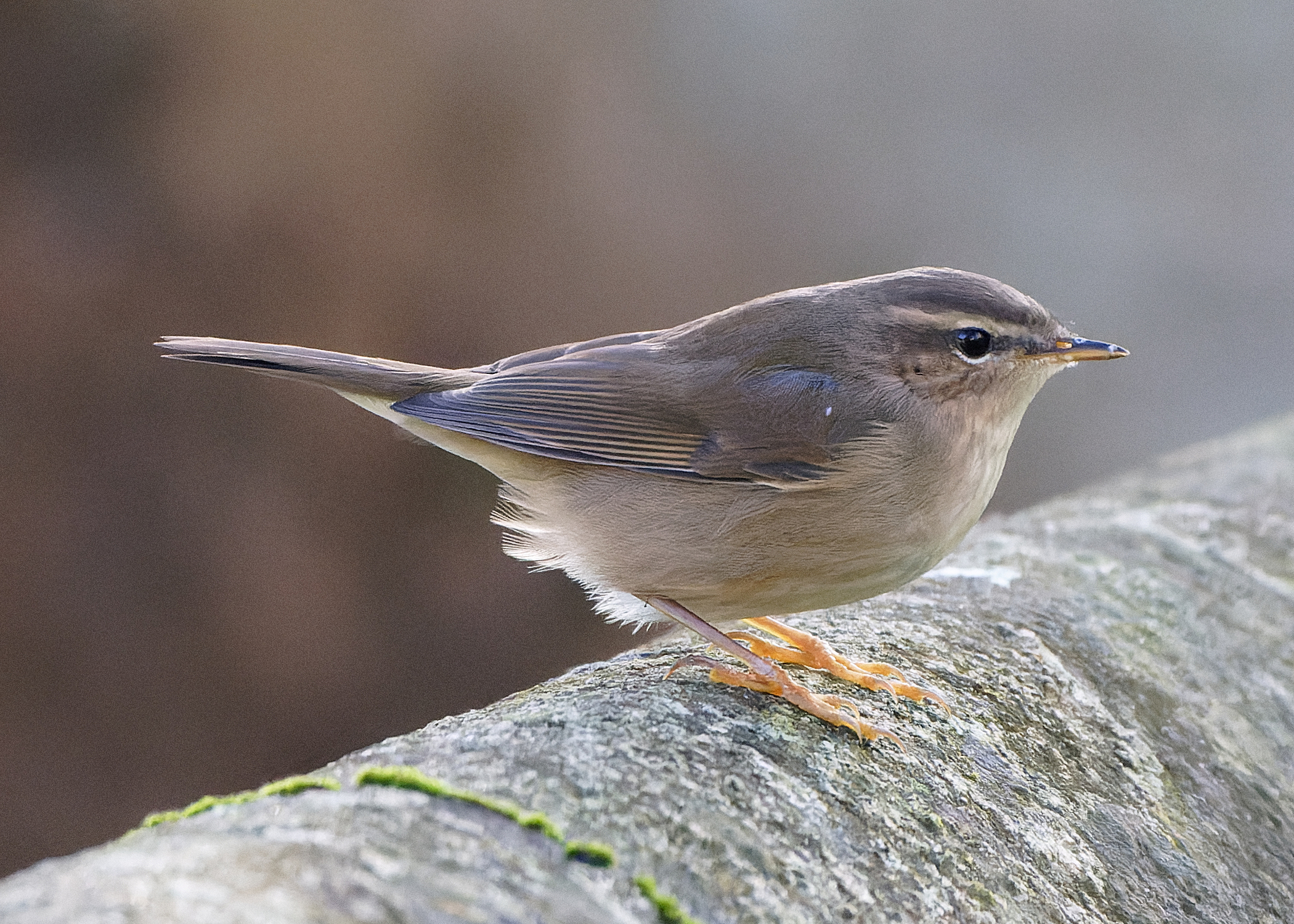 Dusky Warbler by Ashley Fisher - BirdGuides