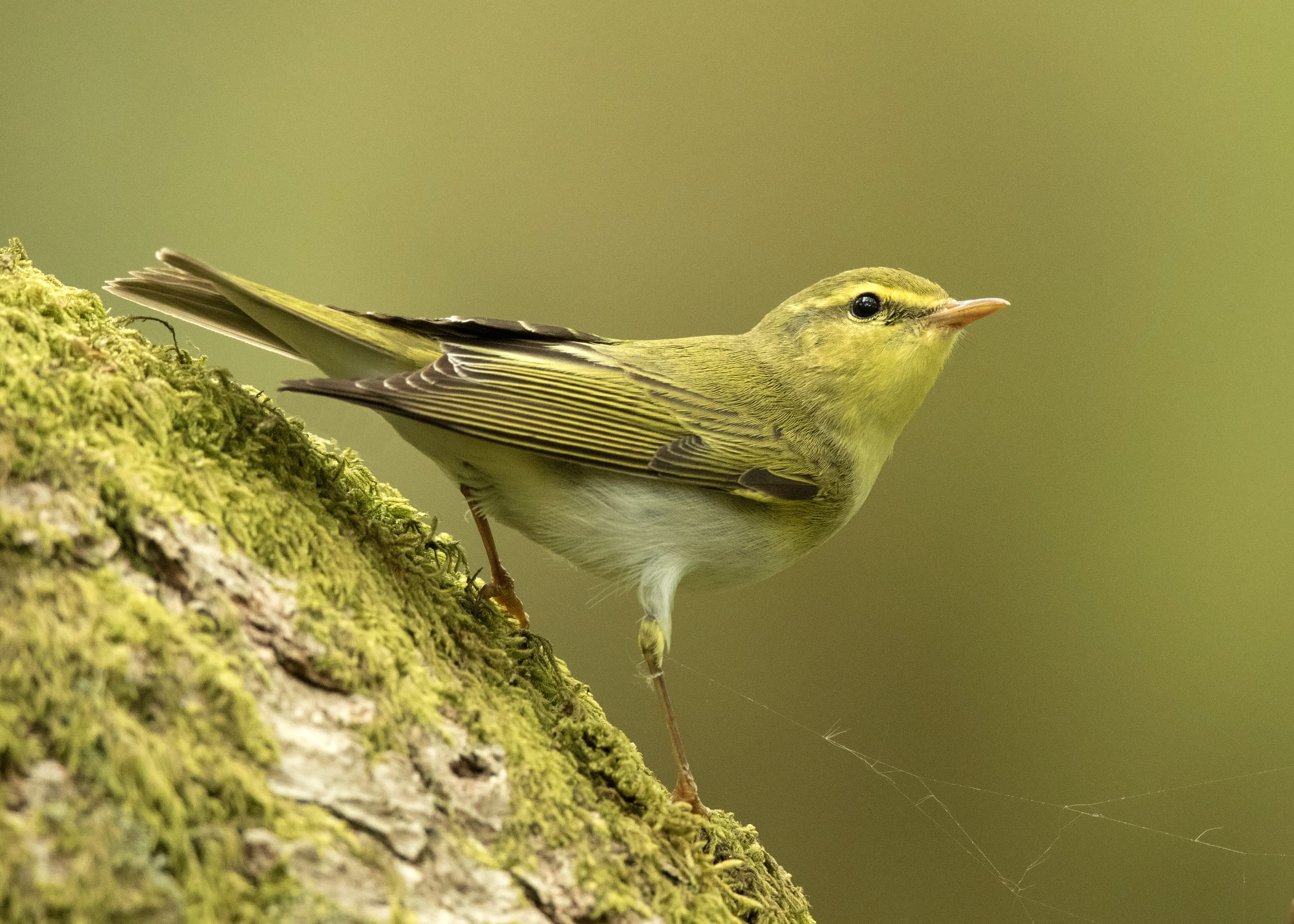 Wood Warbler migration route tracked for first time - BirdGuides