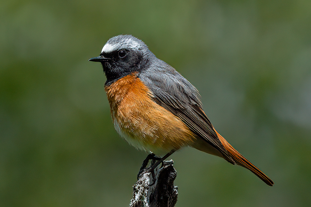 Migratory birds take breaks to boost immune system - BirdGuides