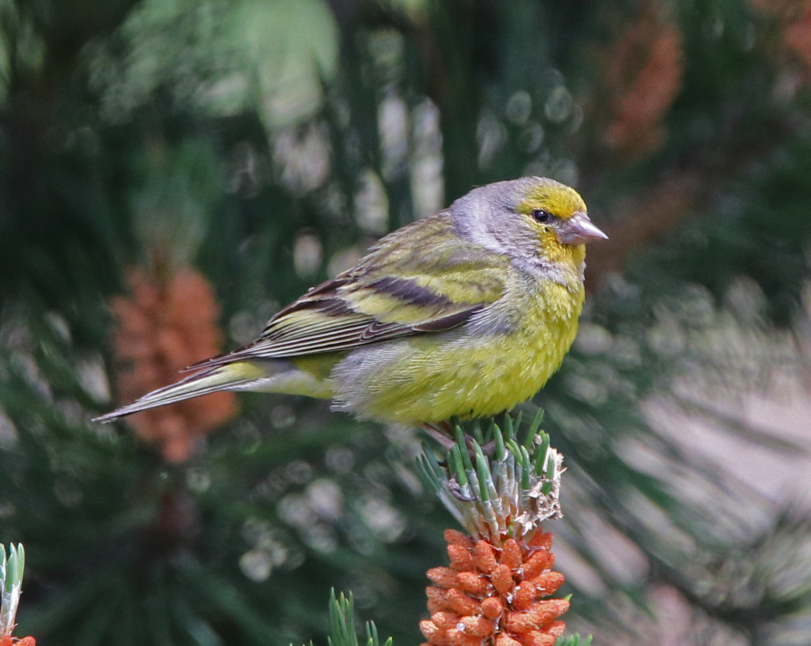 Citril Finch by Bruce Kerr - BirdGuides