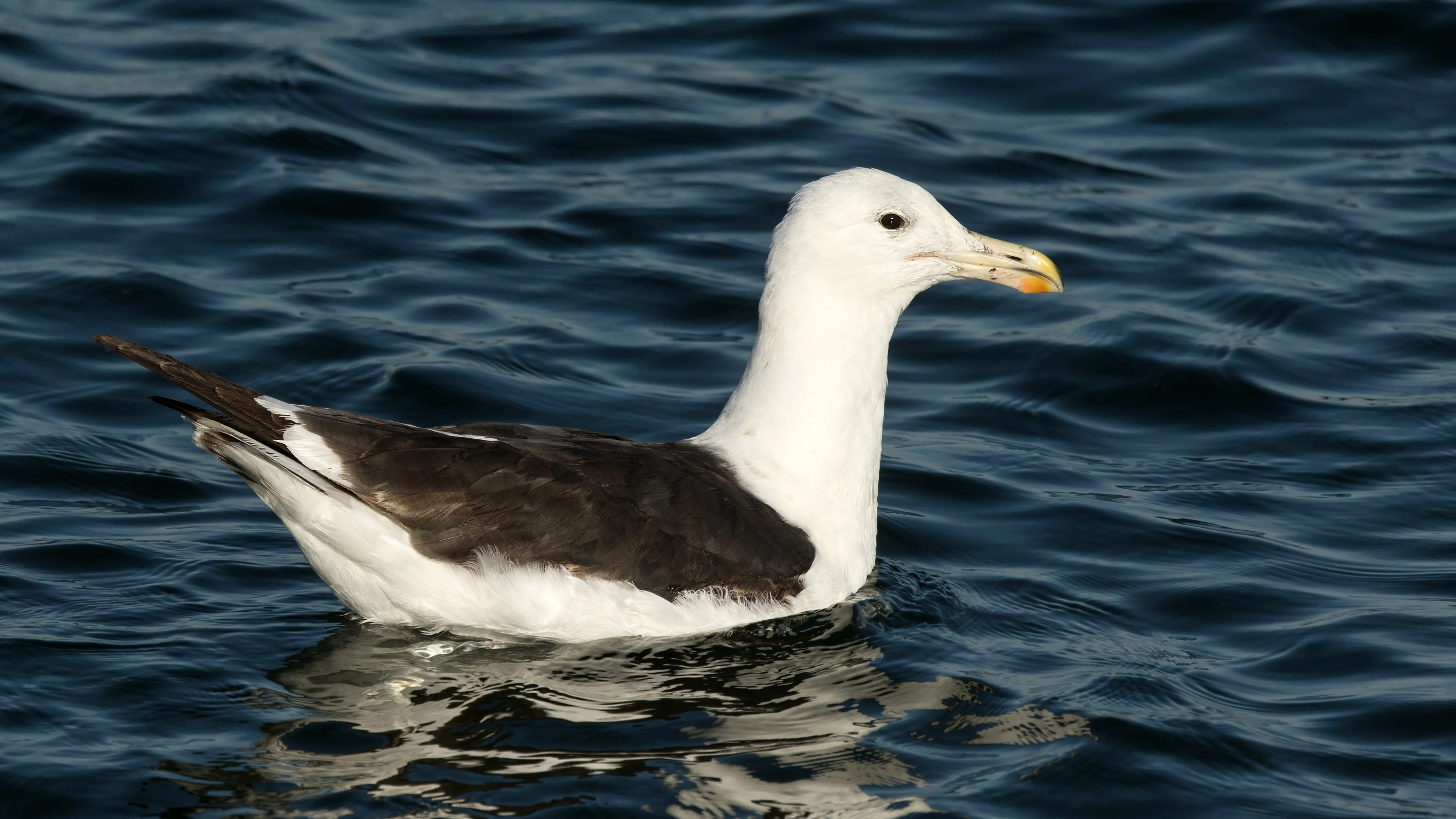 Details : Cape Gull - BirdGuides
