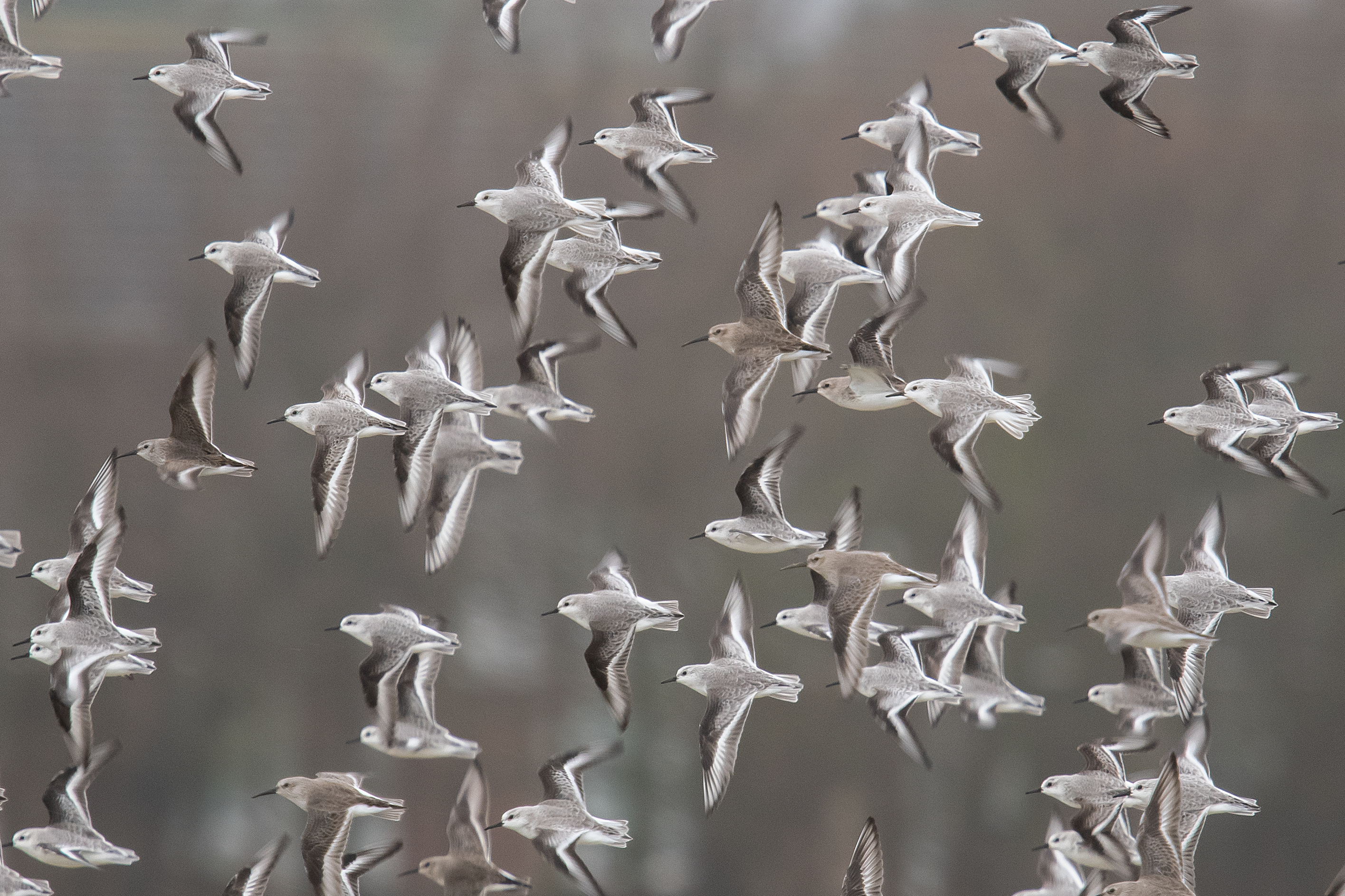 Sussex rewilding project awarded £100k - BirdGuides