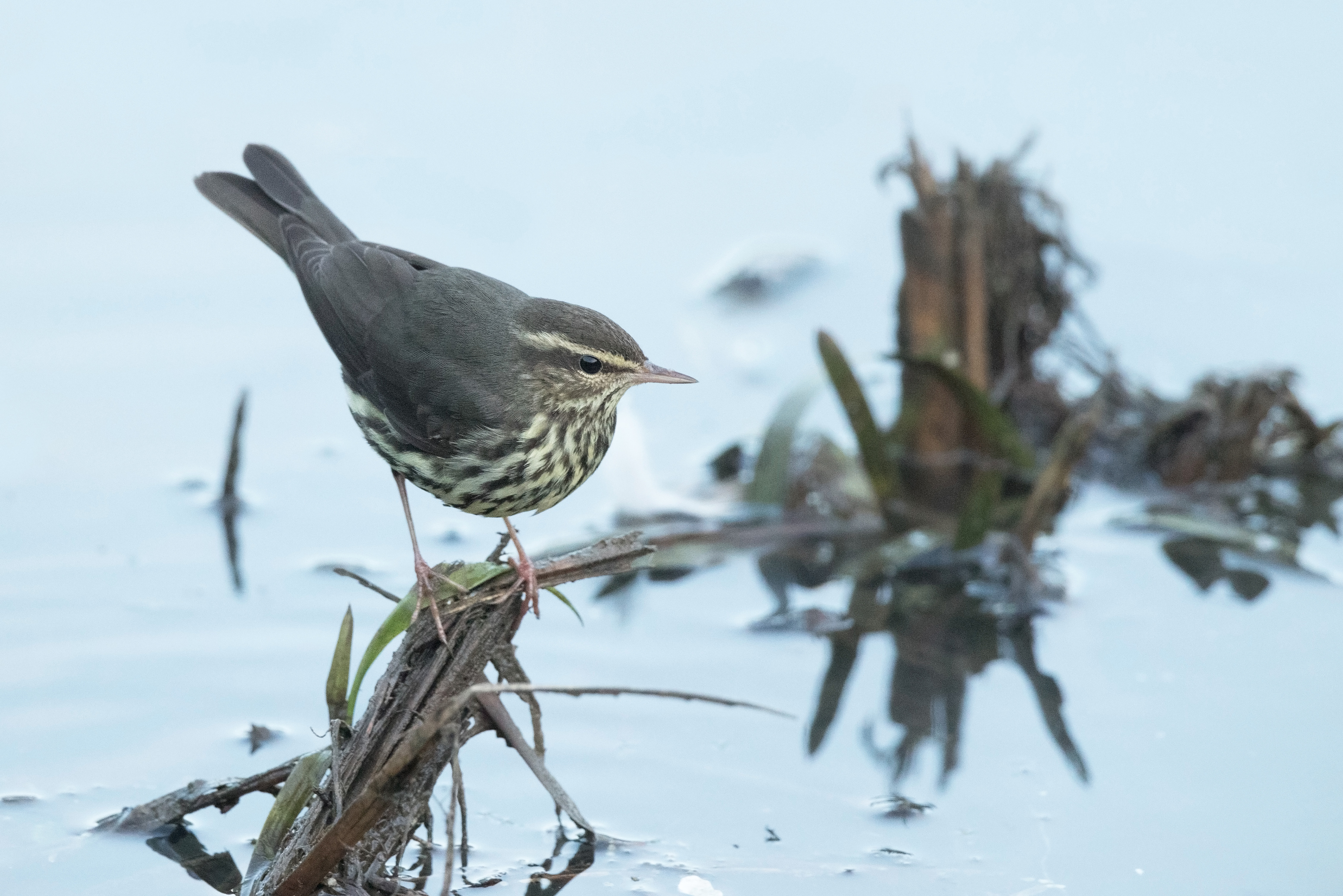 Northern Waterthrush by Paul Coombes - BirdGuides