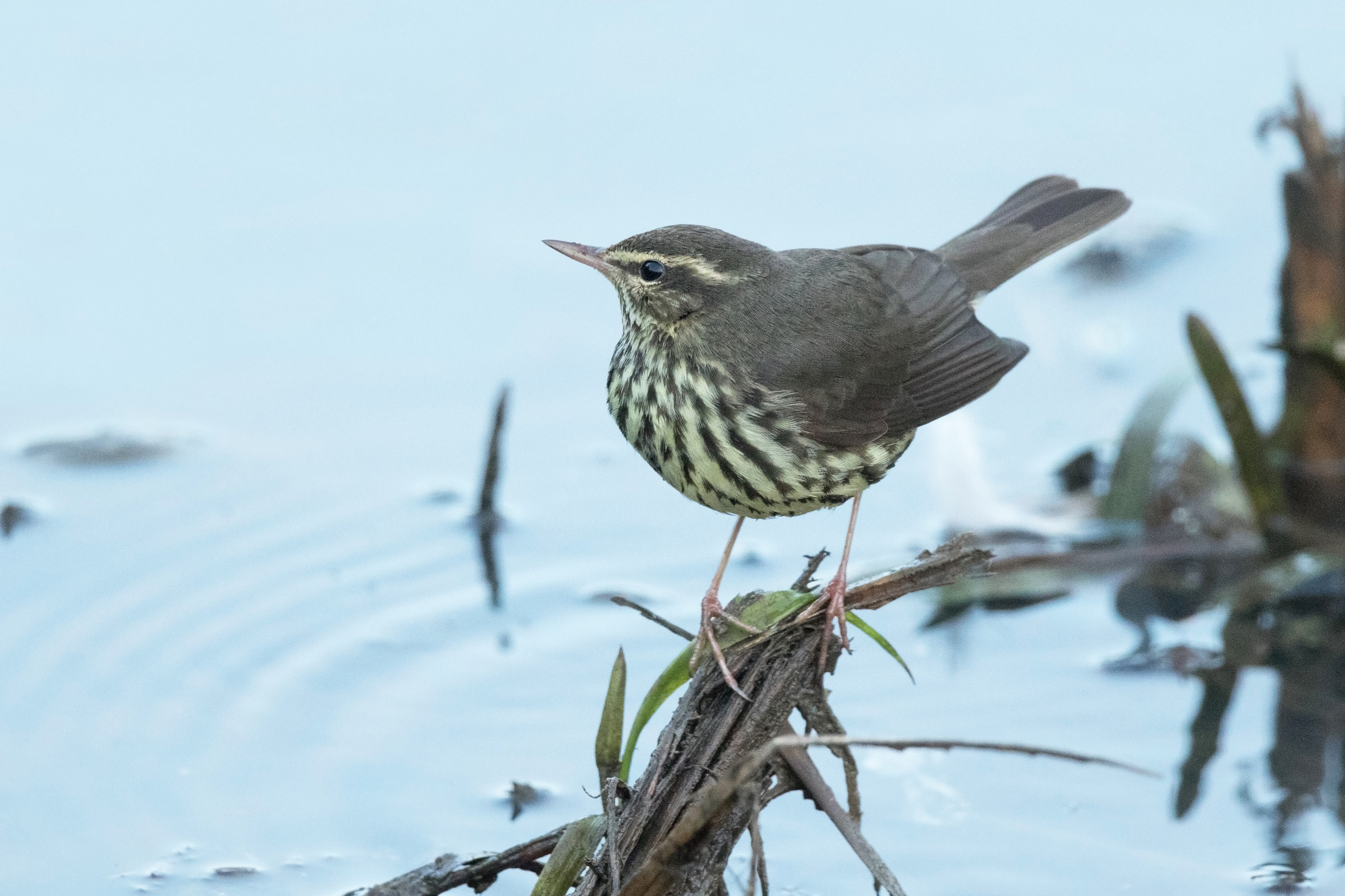 Northern Waterthrush by Paul Coombes - BirdGuides