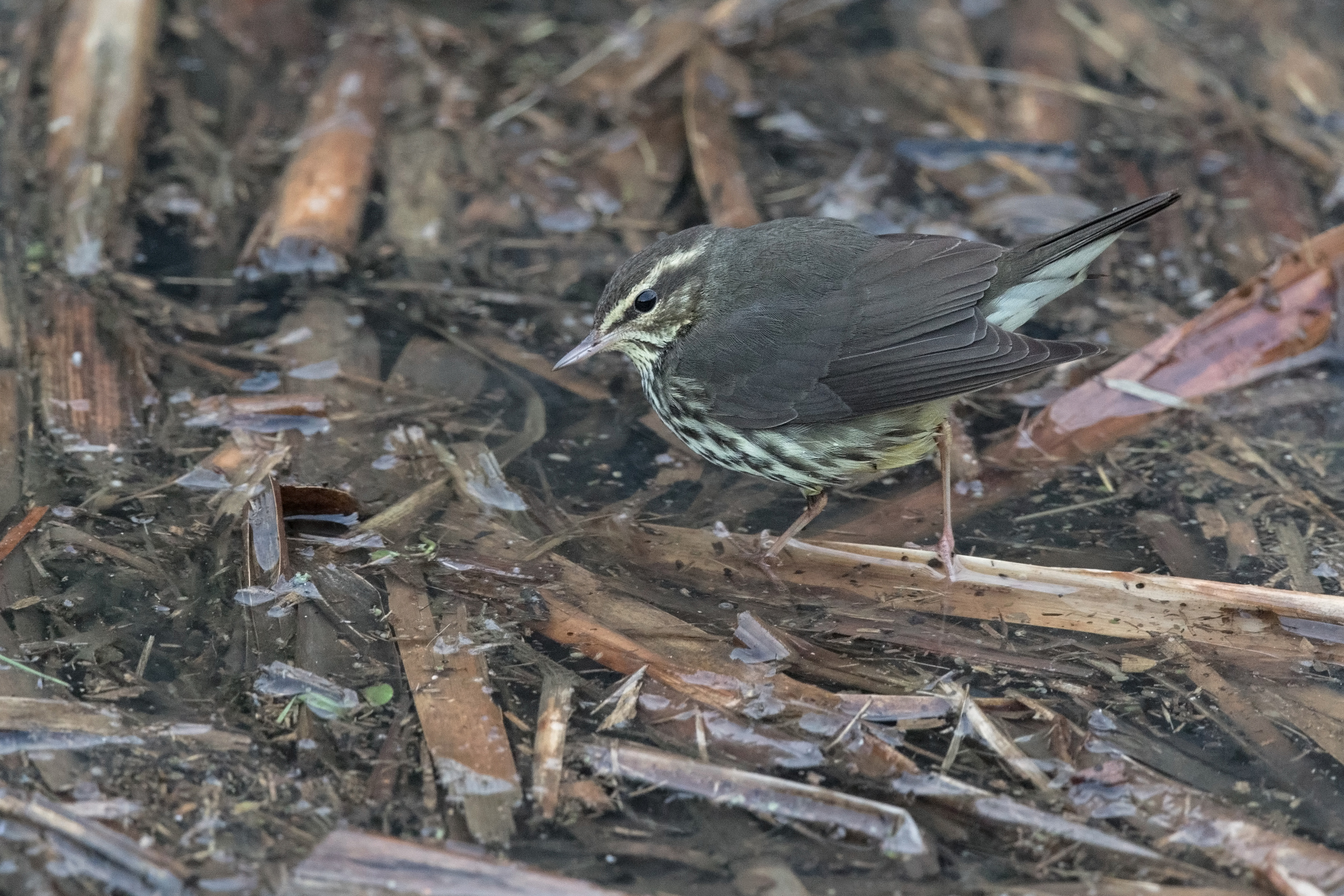 Northern Waterthrush by Paul Coombes - BirdGuides