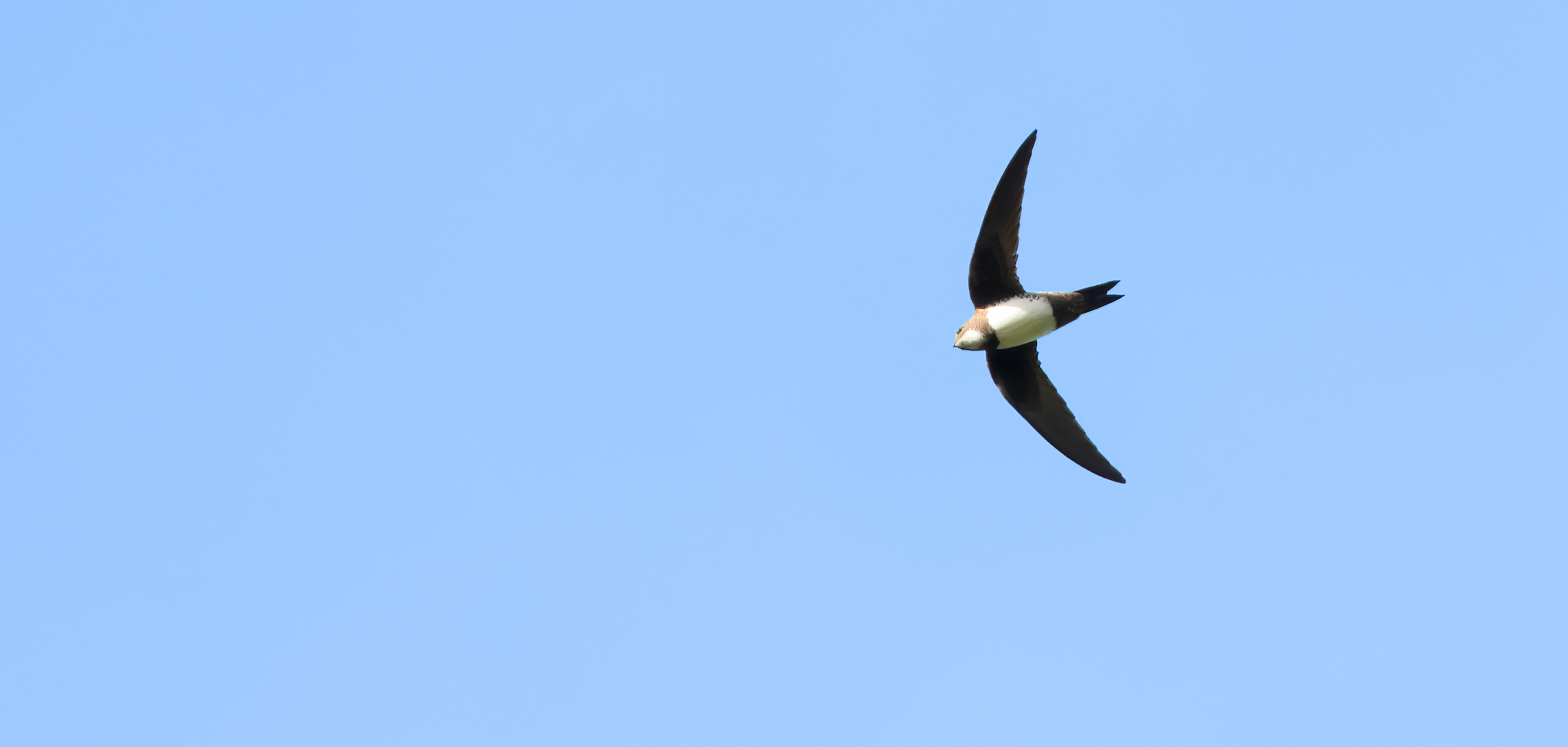 Alpine Swift by Glyn Sellors - BirdGuides