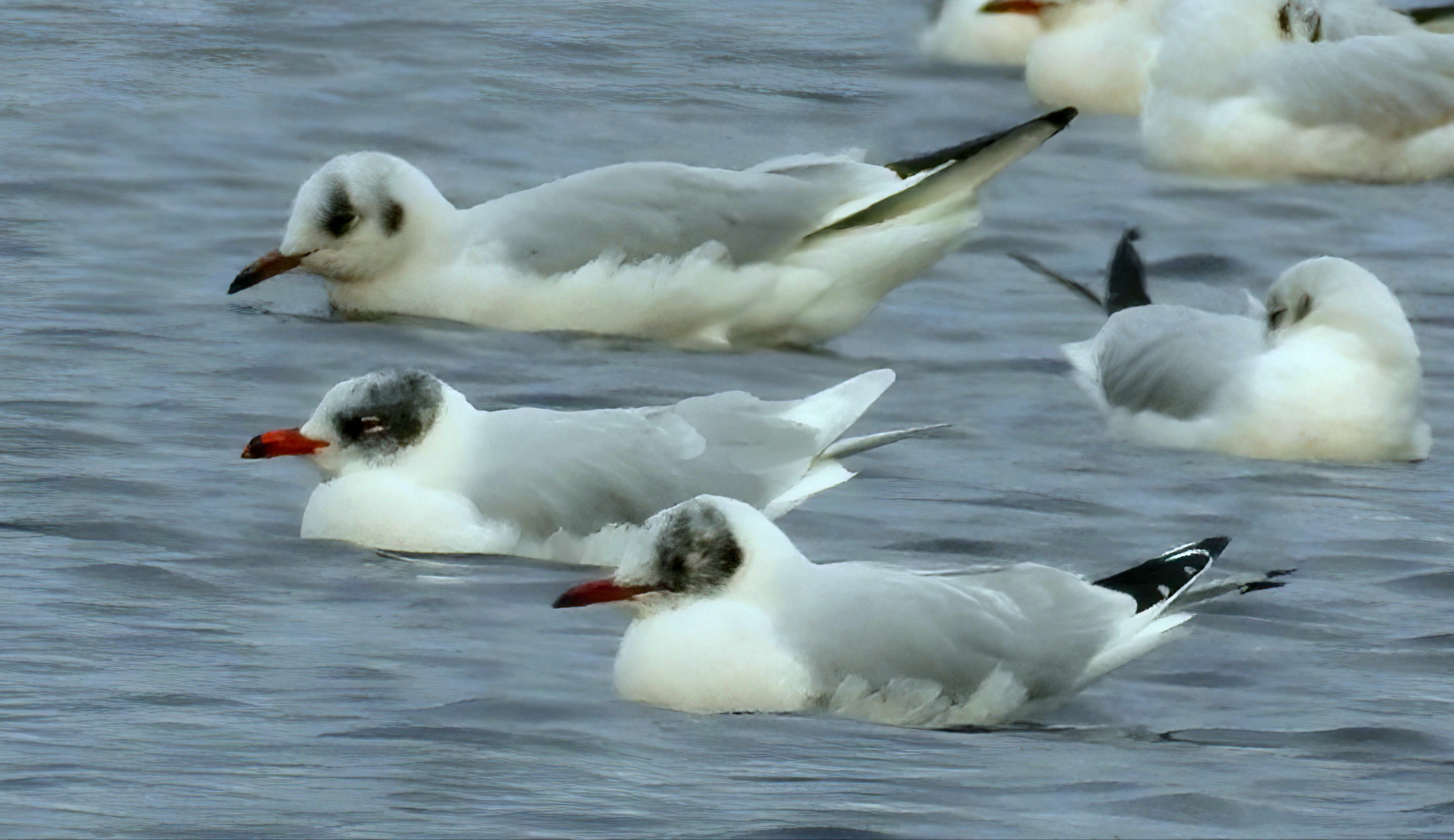 Mediterranean Gull by Stephen Pogson - BirdGuides