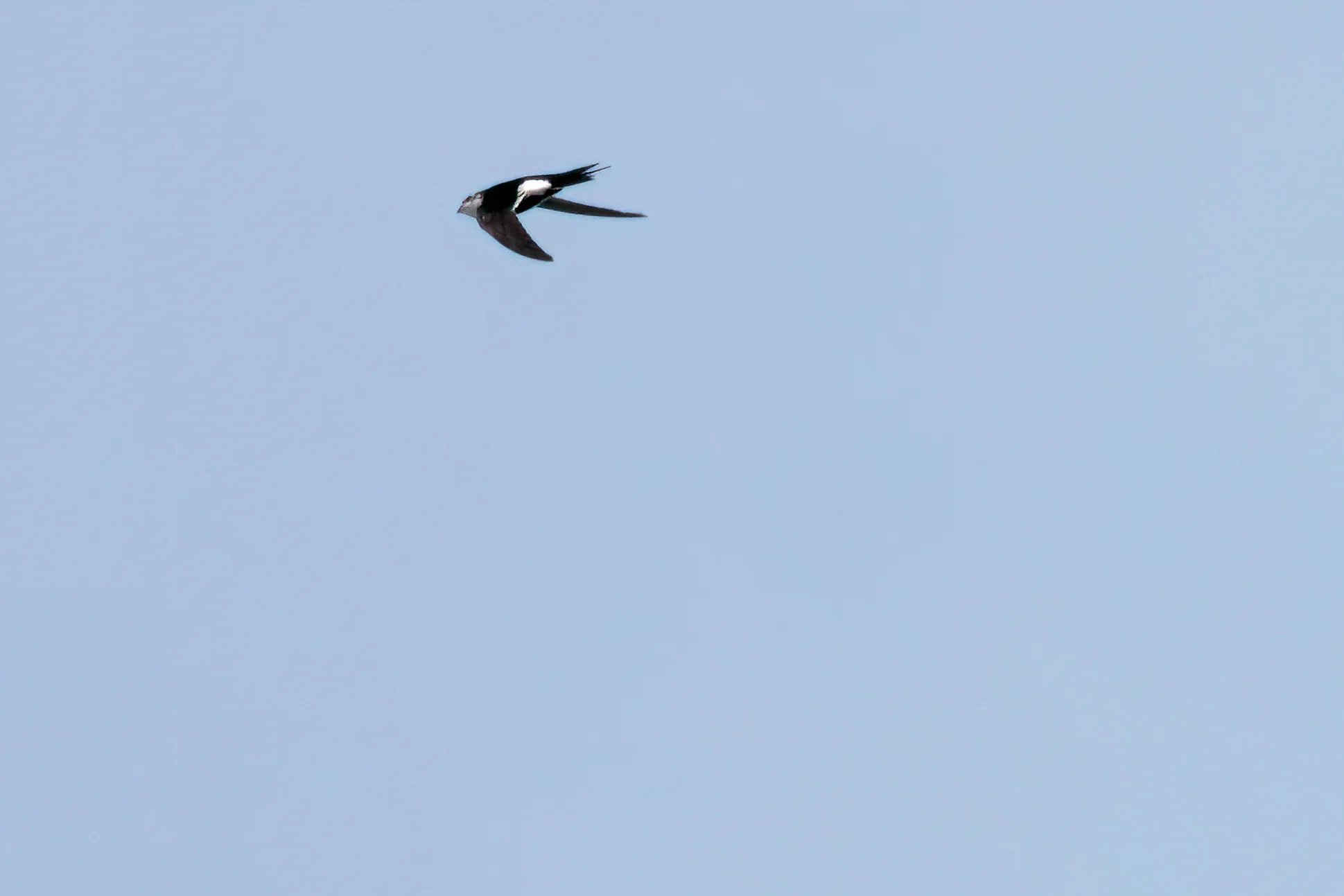 Details : White-fronted Swift - BirdGuides