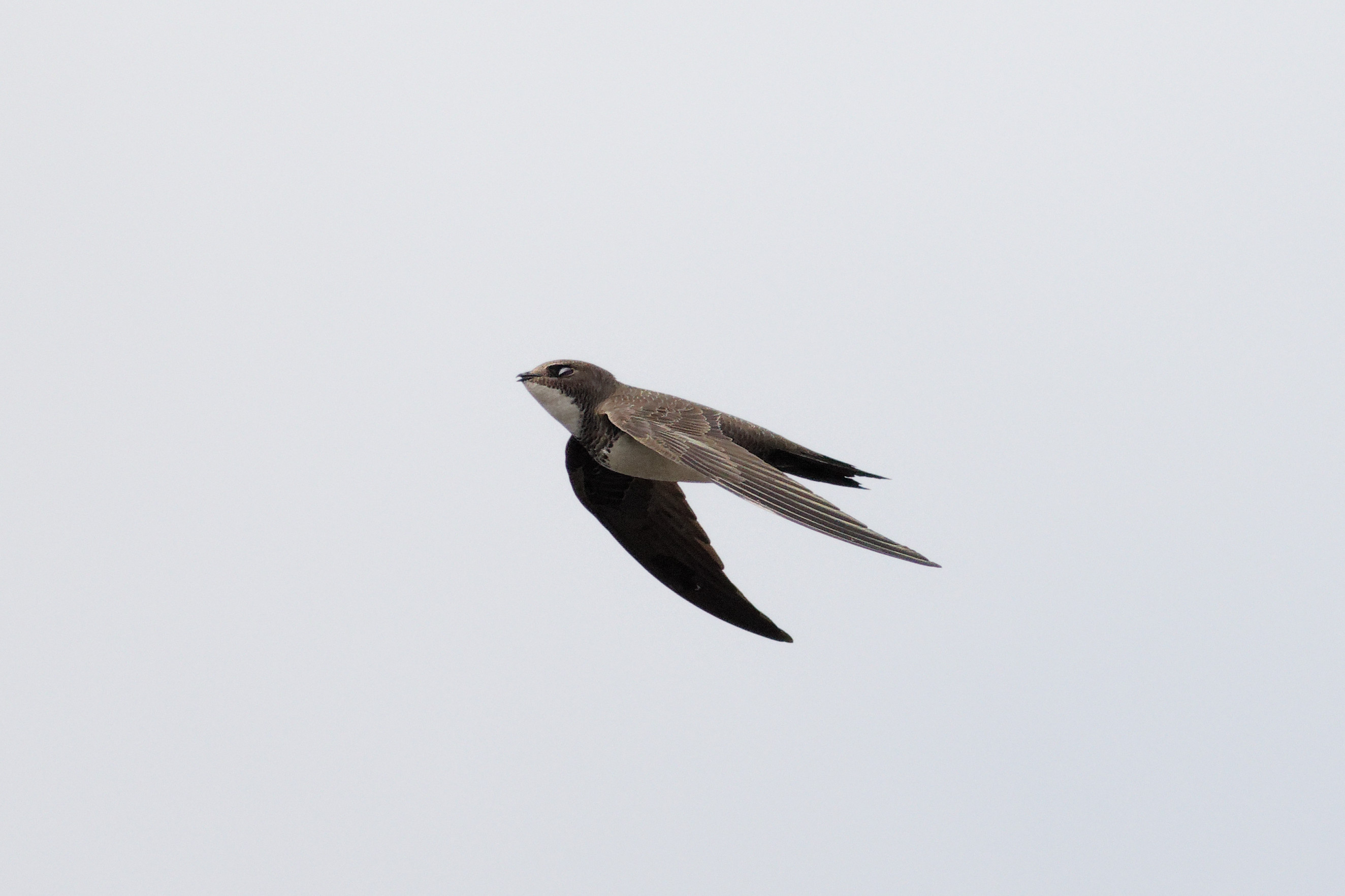 Alpine Swift by Matthew Mellor - BirdGuides