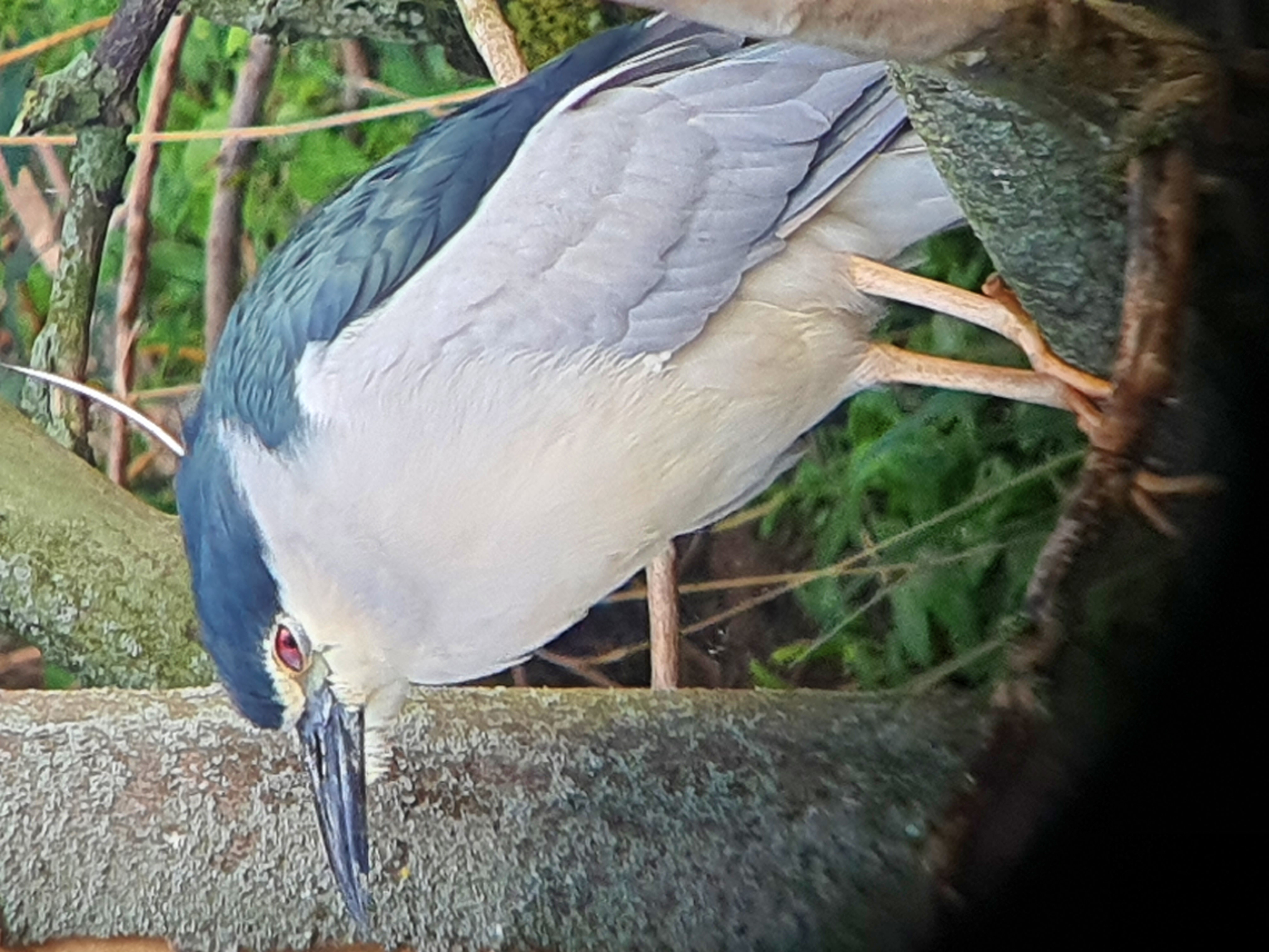 Black-crowned Night Heron by Martin Vain - BirdGuides