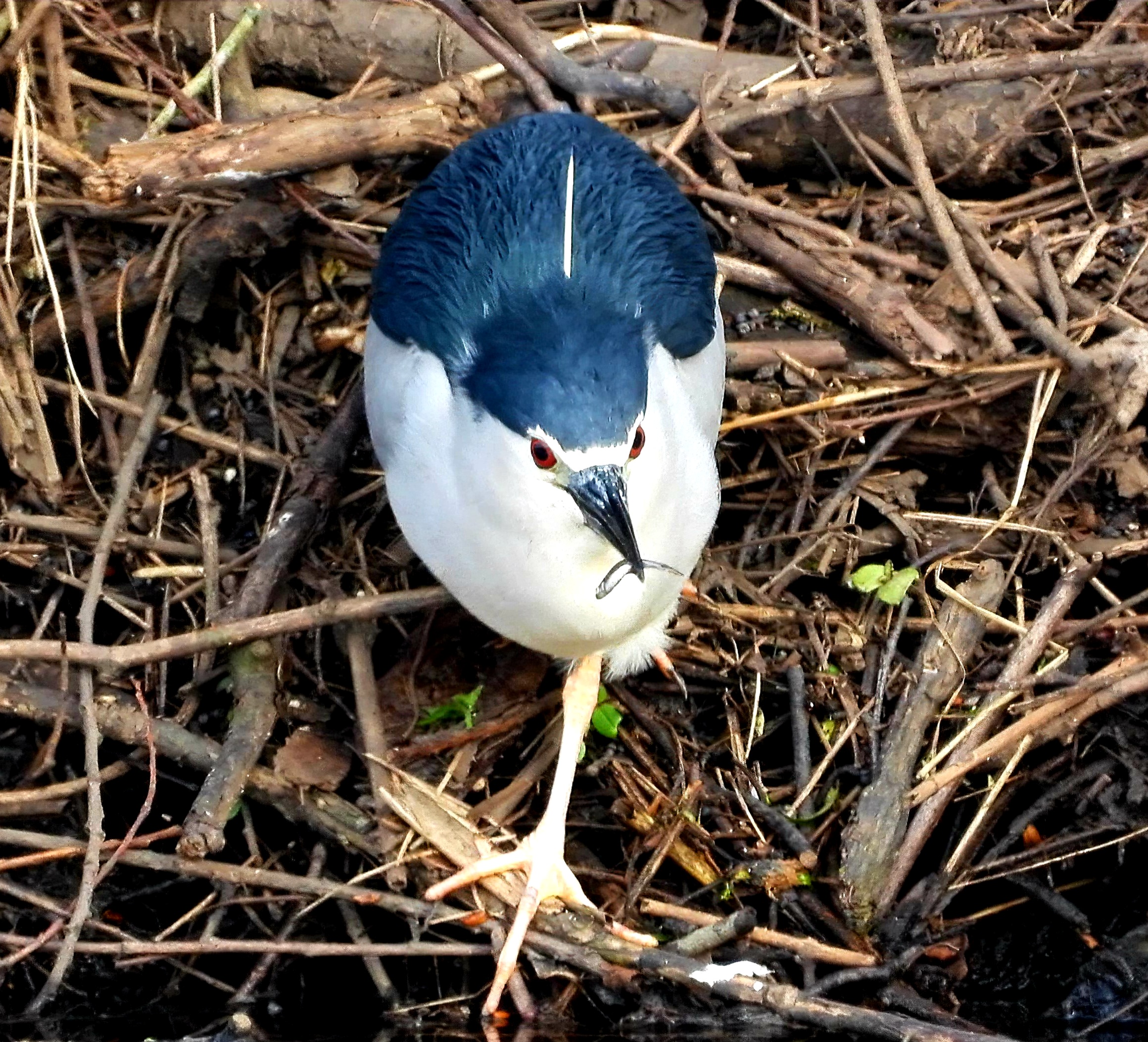 Black-crowned Night Heron by Stephen Pogson - BirdGuides