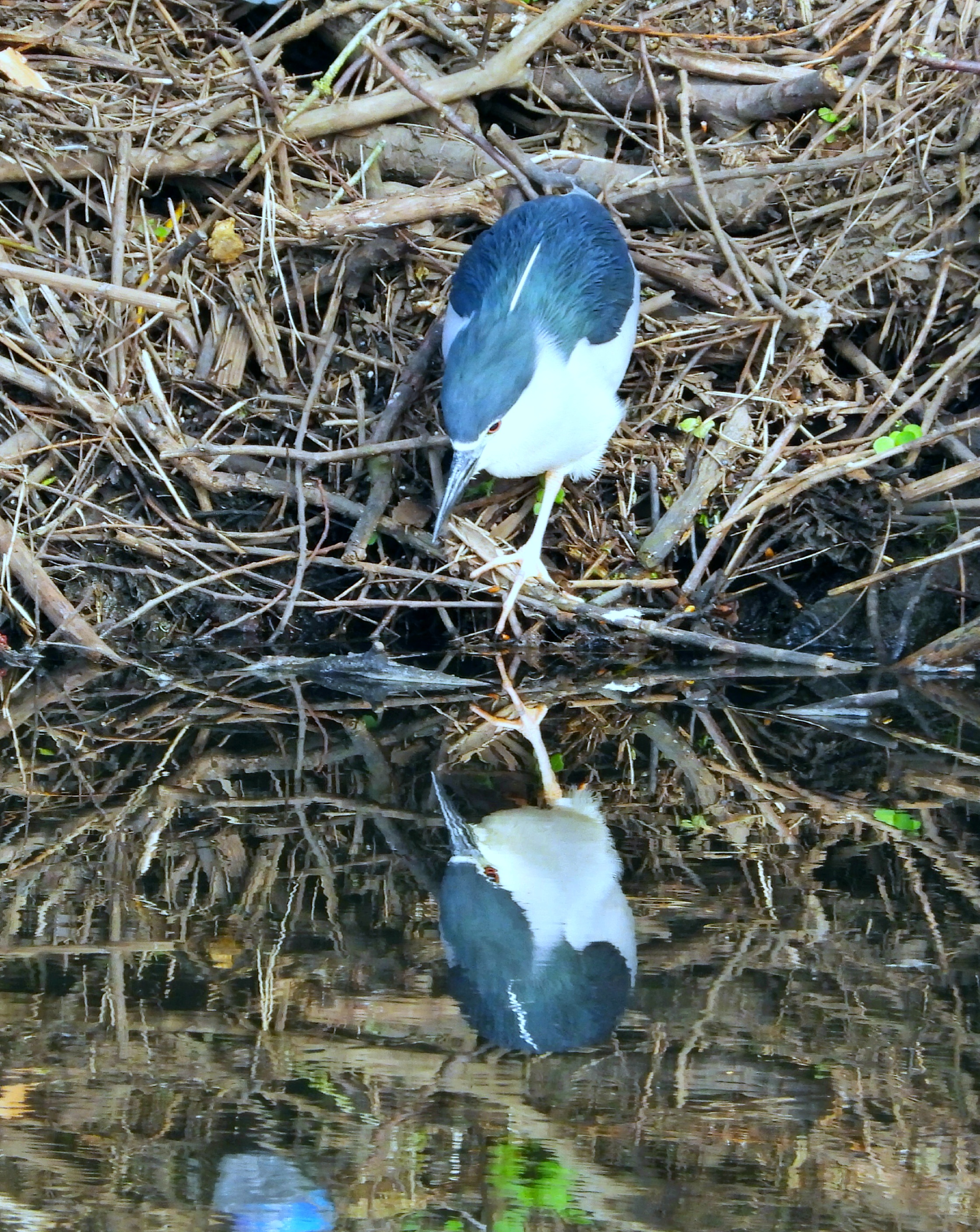 Black-crowned Night Heron by Stephen Pogson - BirdGuides