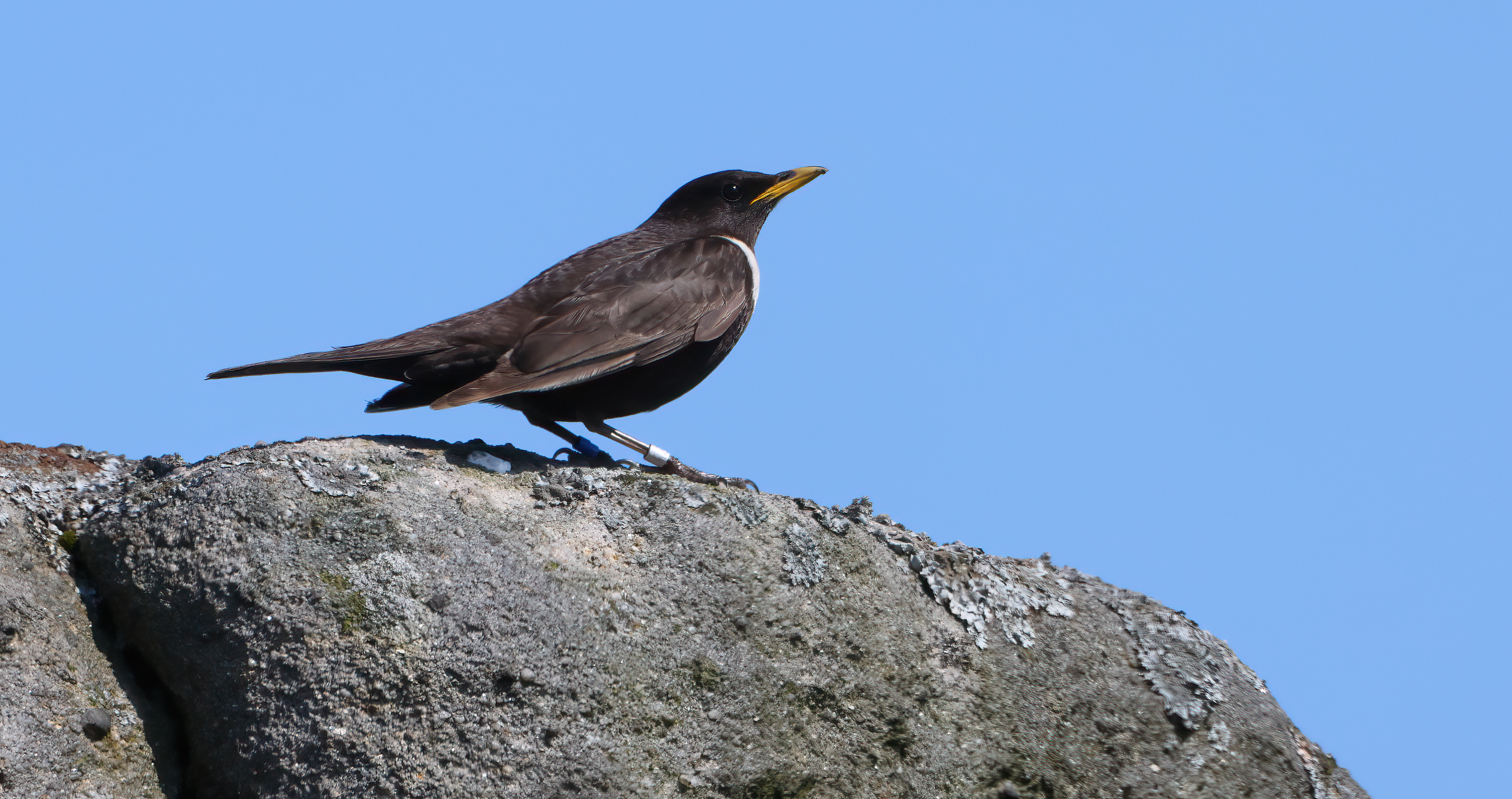 £4m project to enhance wildlife habitats in Cumbria - BirdGuides