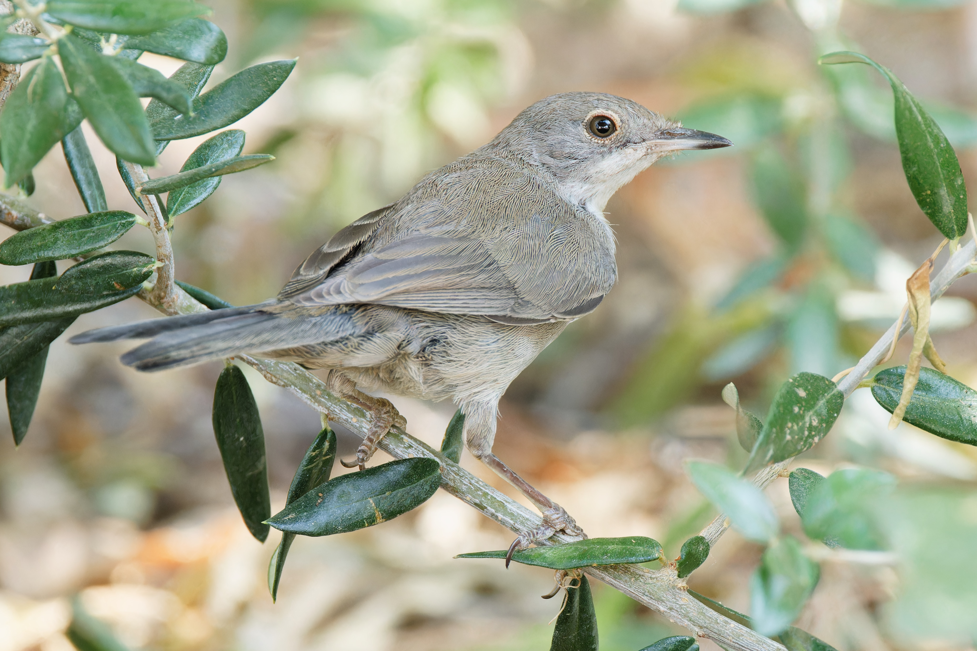 Sardinian Warbler by Matthew Mellor - BirdGuides