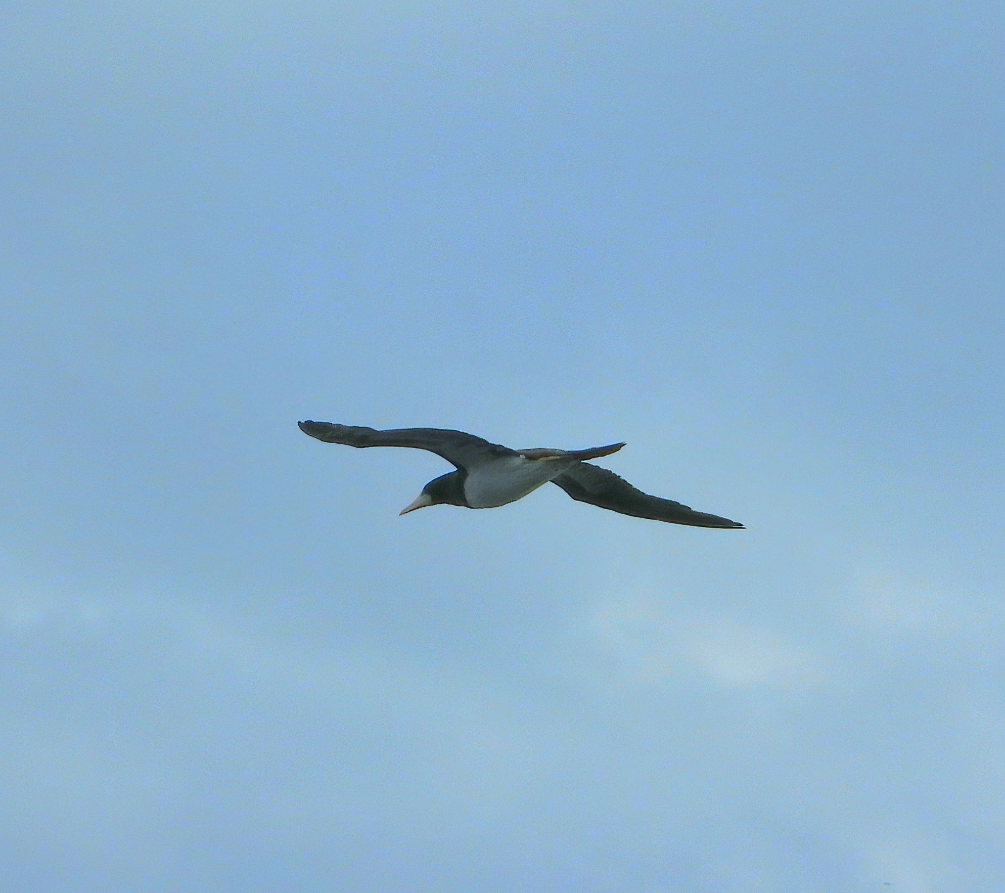Brown Booby by Stephen Pogson - BirdGuides