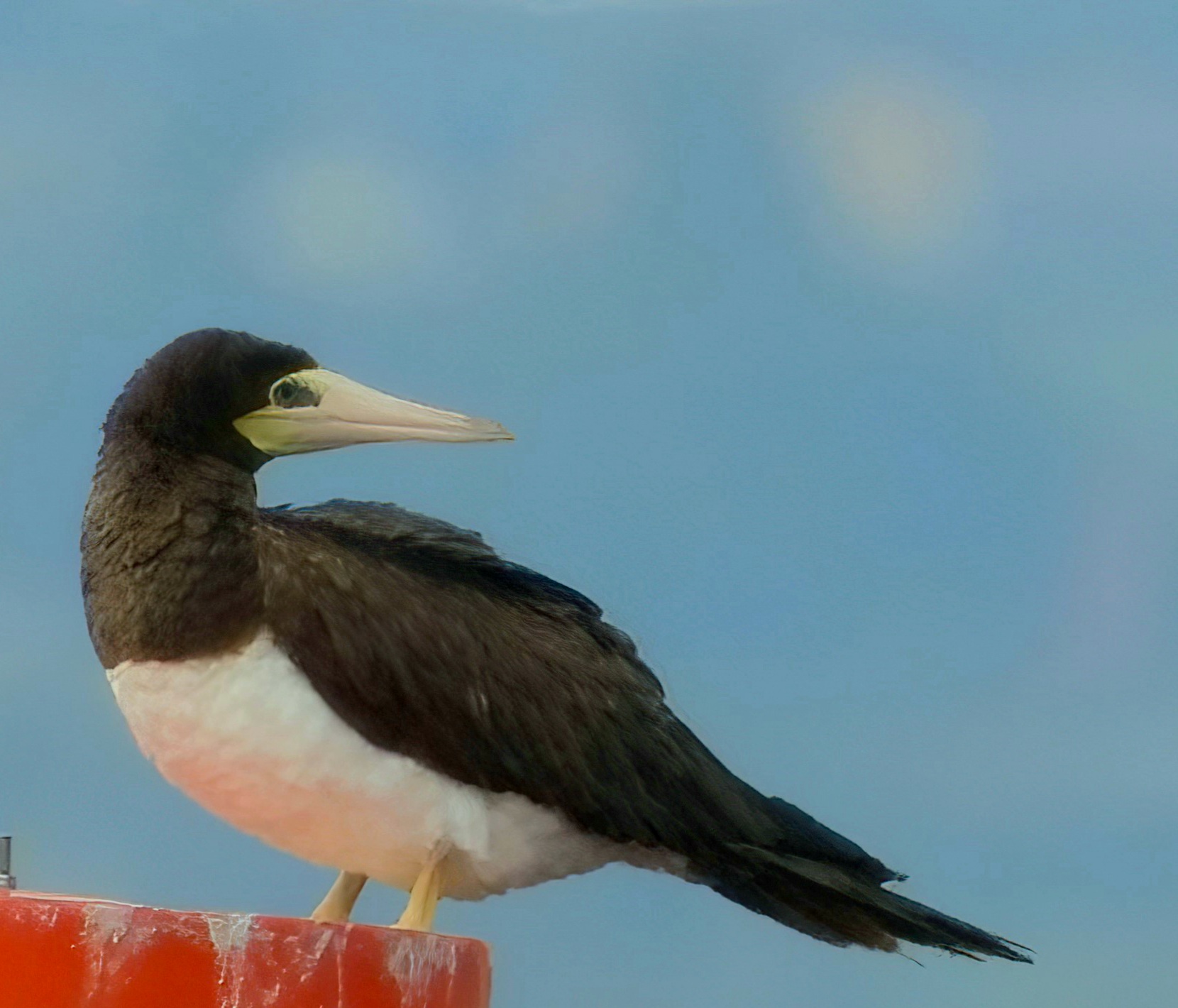 Brown Booby by Stephen Pogson - BirdGuides