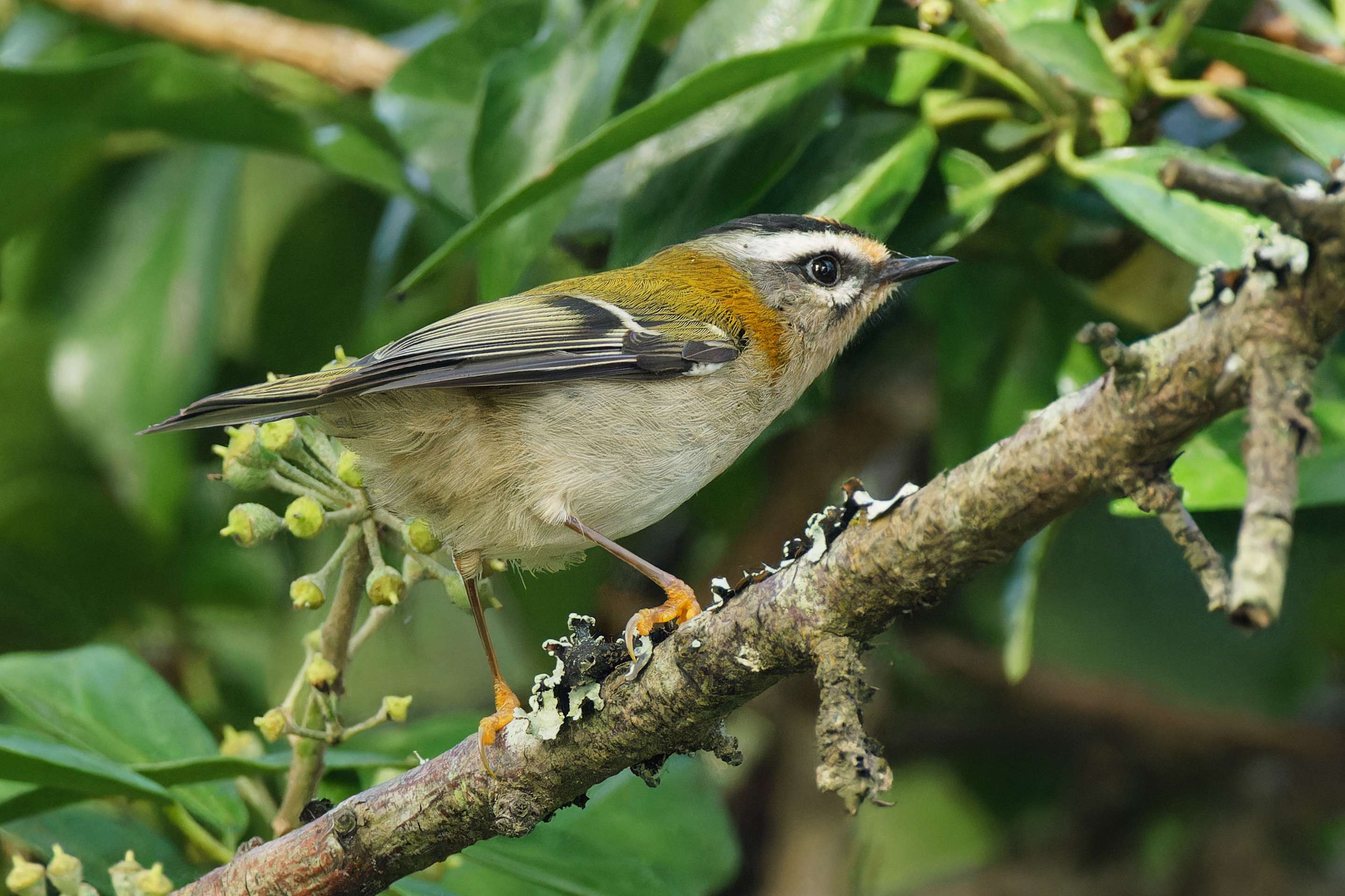 Firecrest by Matthew Mellor - BirdGuides