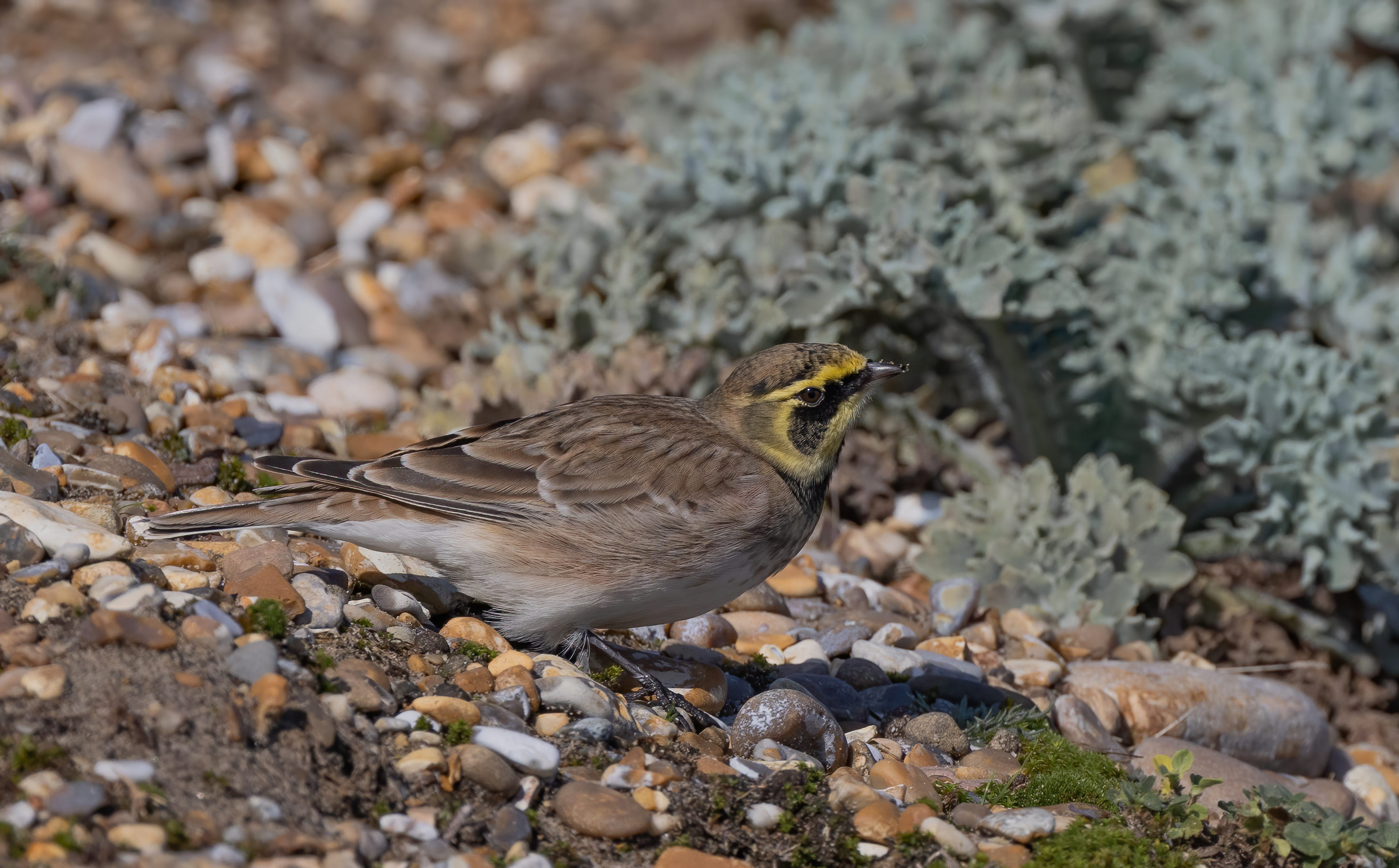Shore Lark by Neil Hilton - BirdGuides