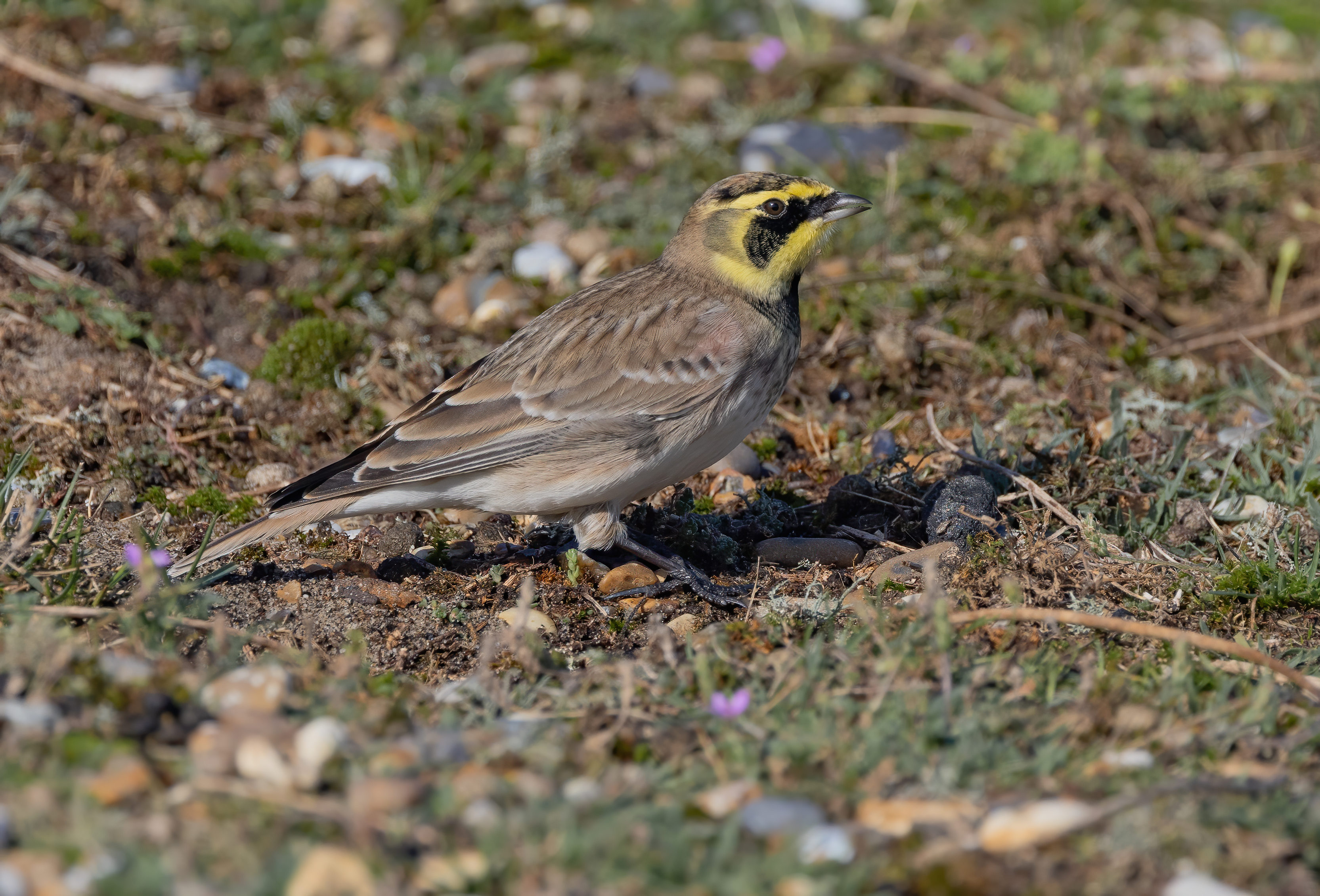 Shore Lark by Neil Hilton - BirdGuides