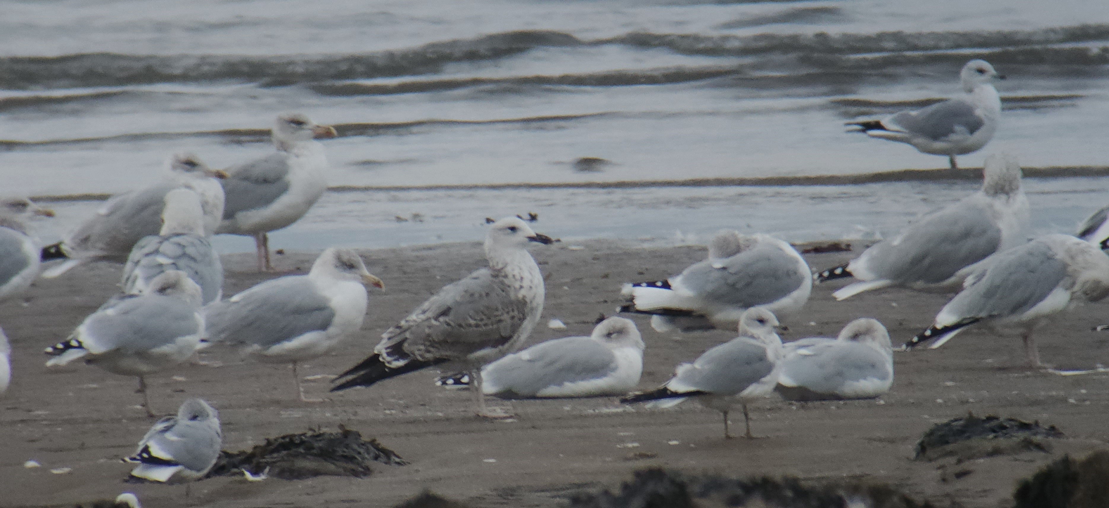 Caspian Gull by Stephen Welch - BirdGuides