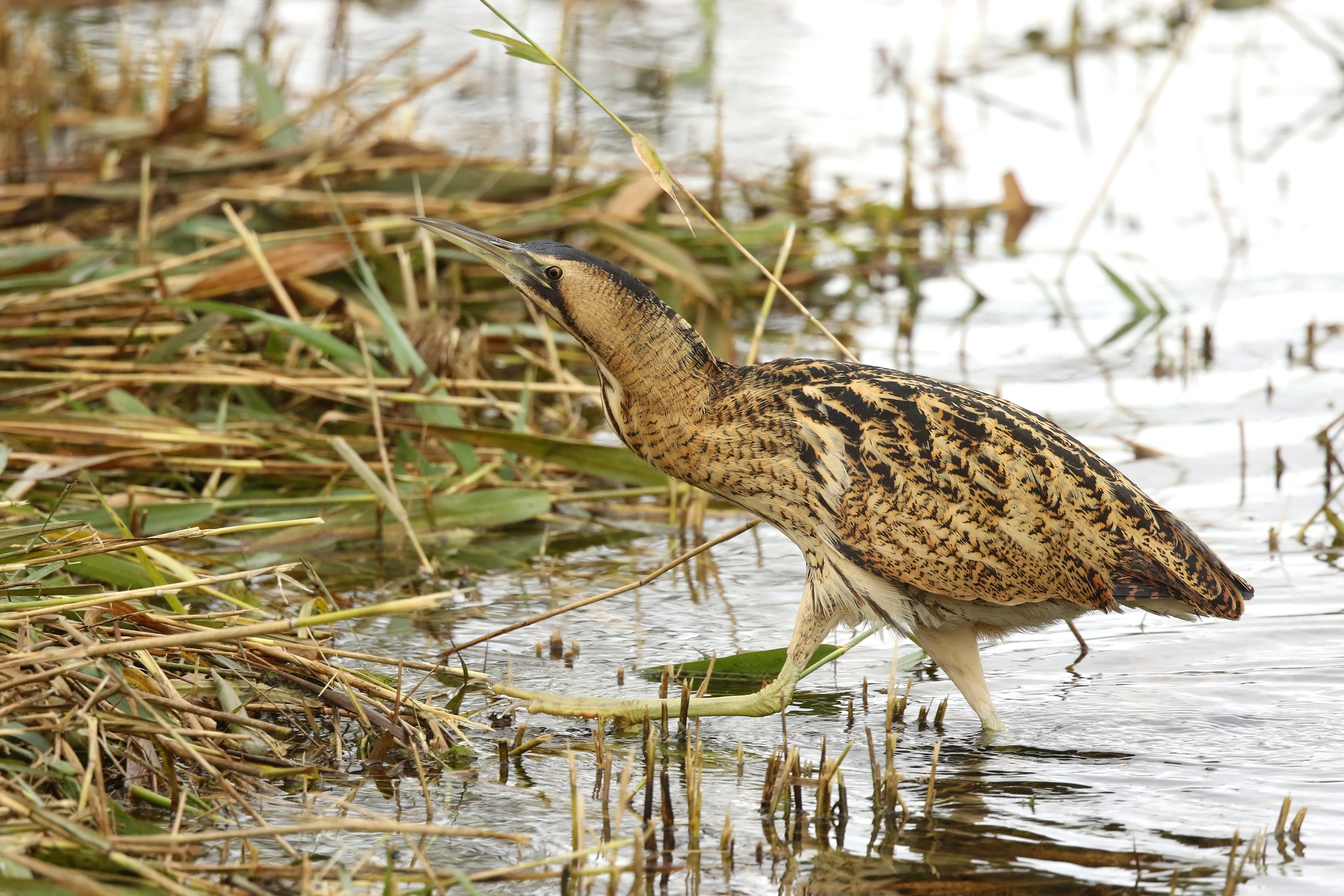 Eurasian Bittern by Paul Coombes - BirdGuides