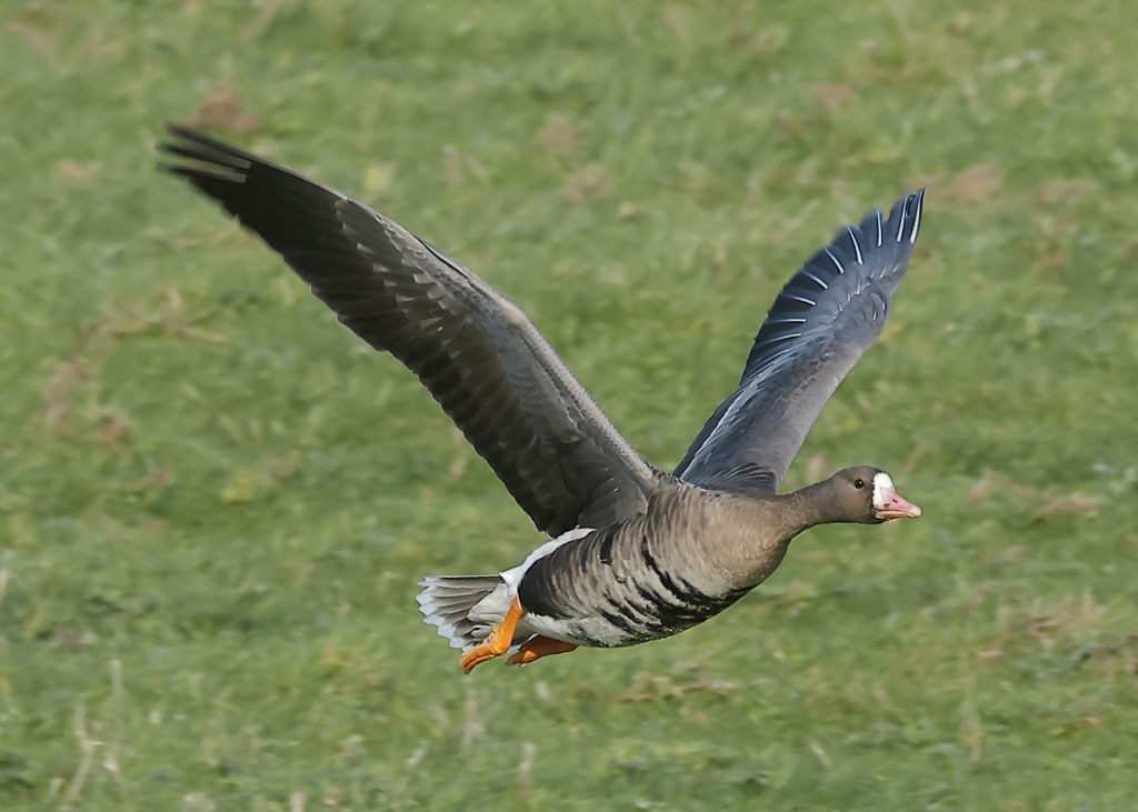 Russian White-fronted Goose by David Hastings - BirdGuides