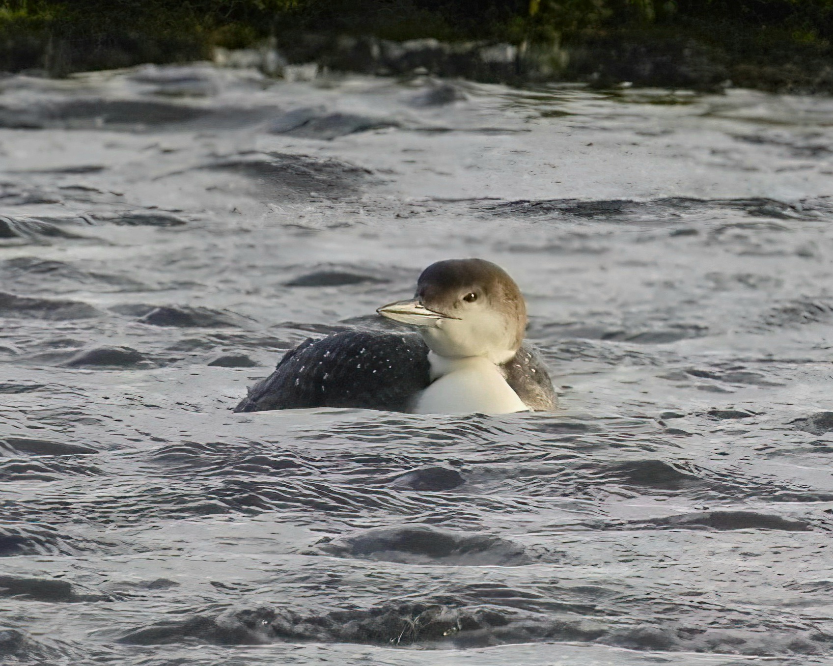 Great Northern Diver by Stephen Pogson - BirdGuides