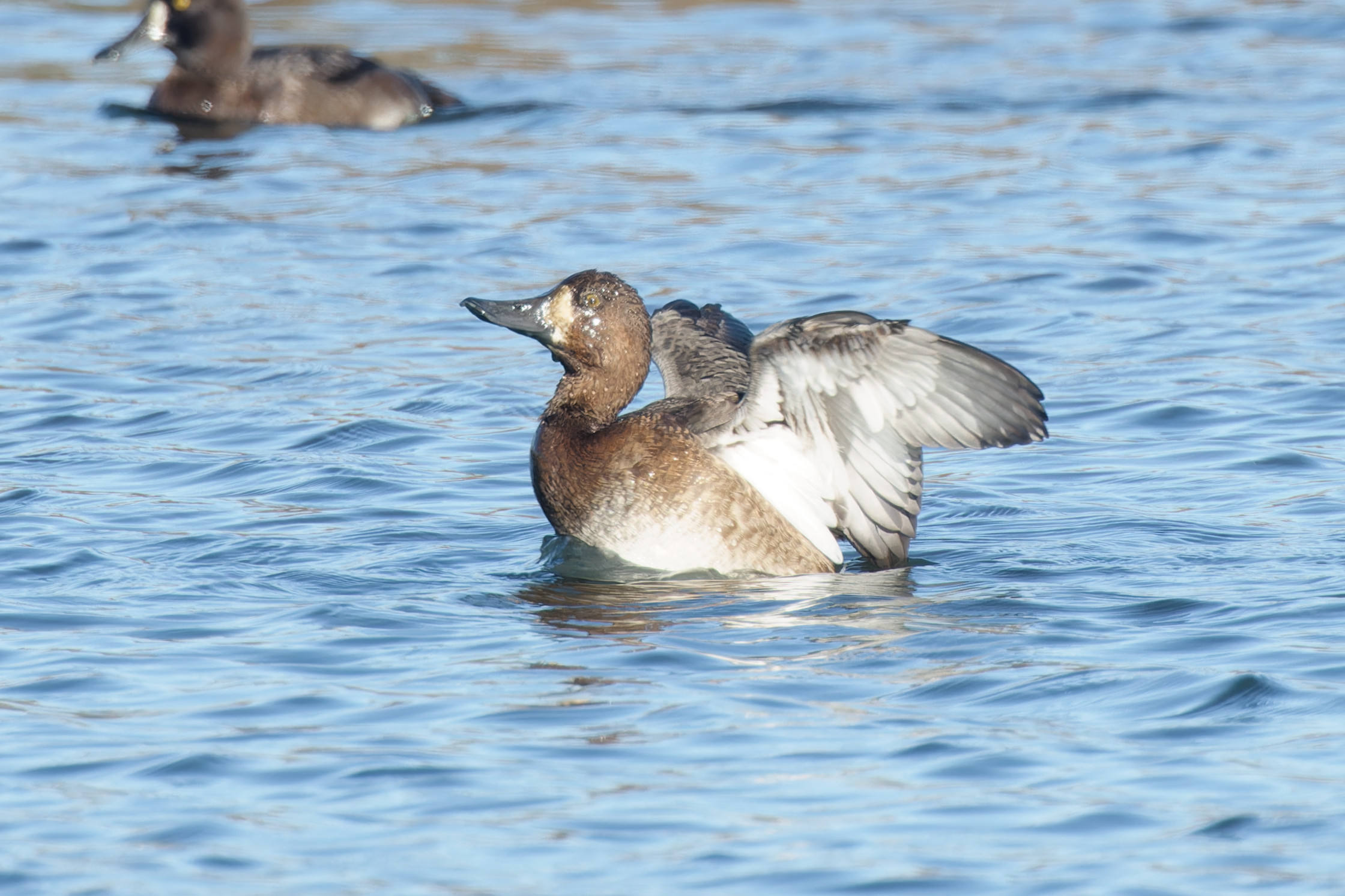 Greater Scaup by Matthew Mellor - BirdGuides