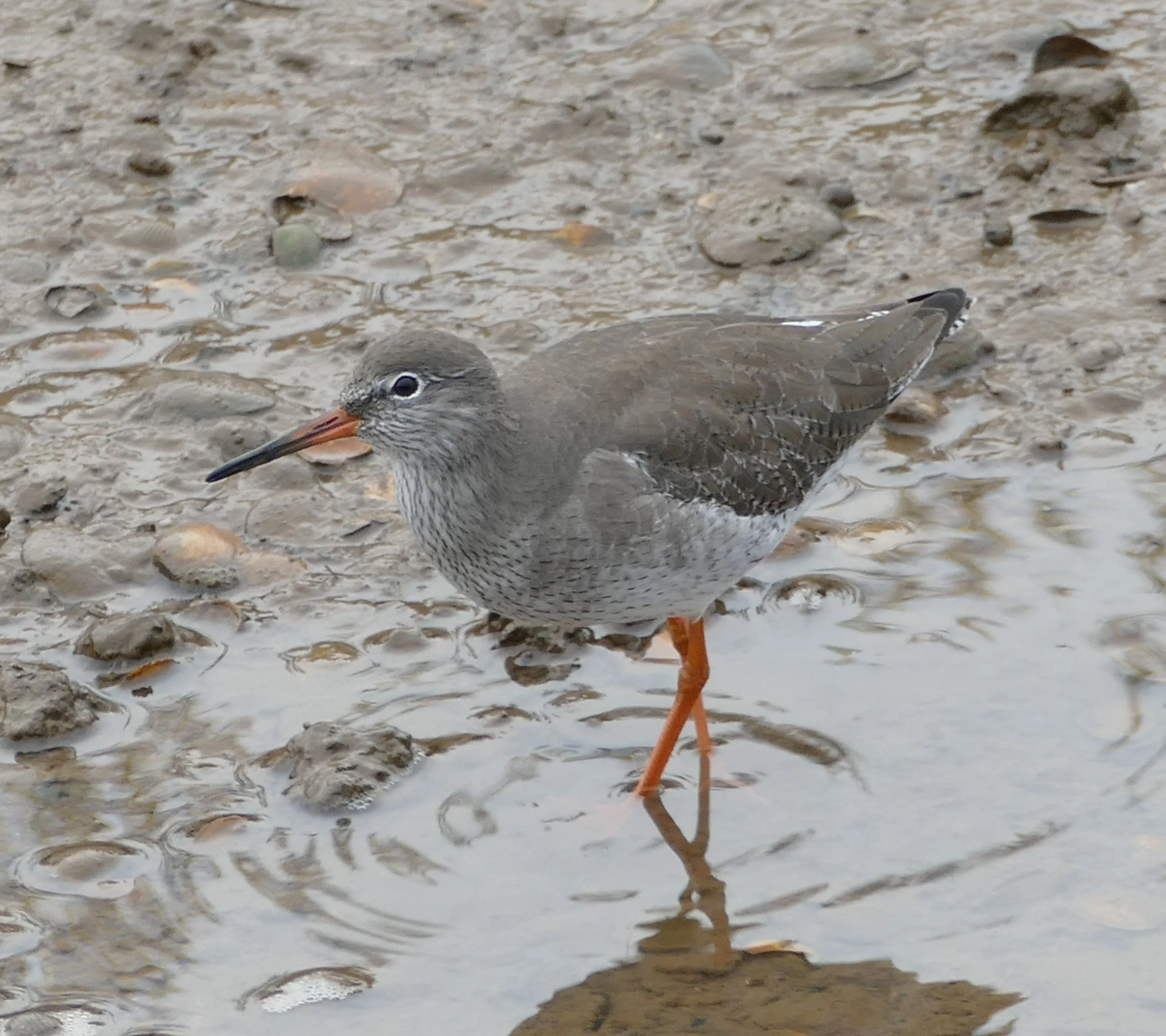 Details : Common Redshank - BirdGuides