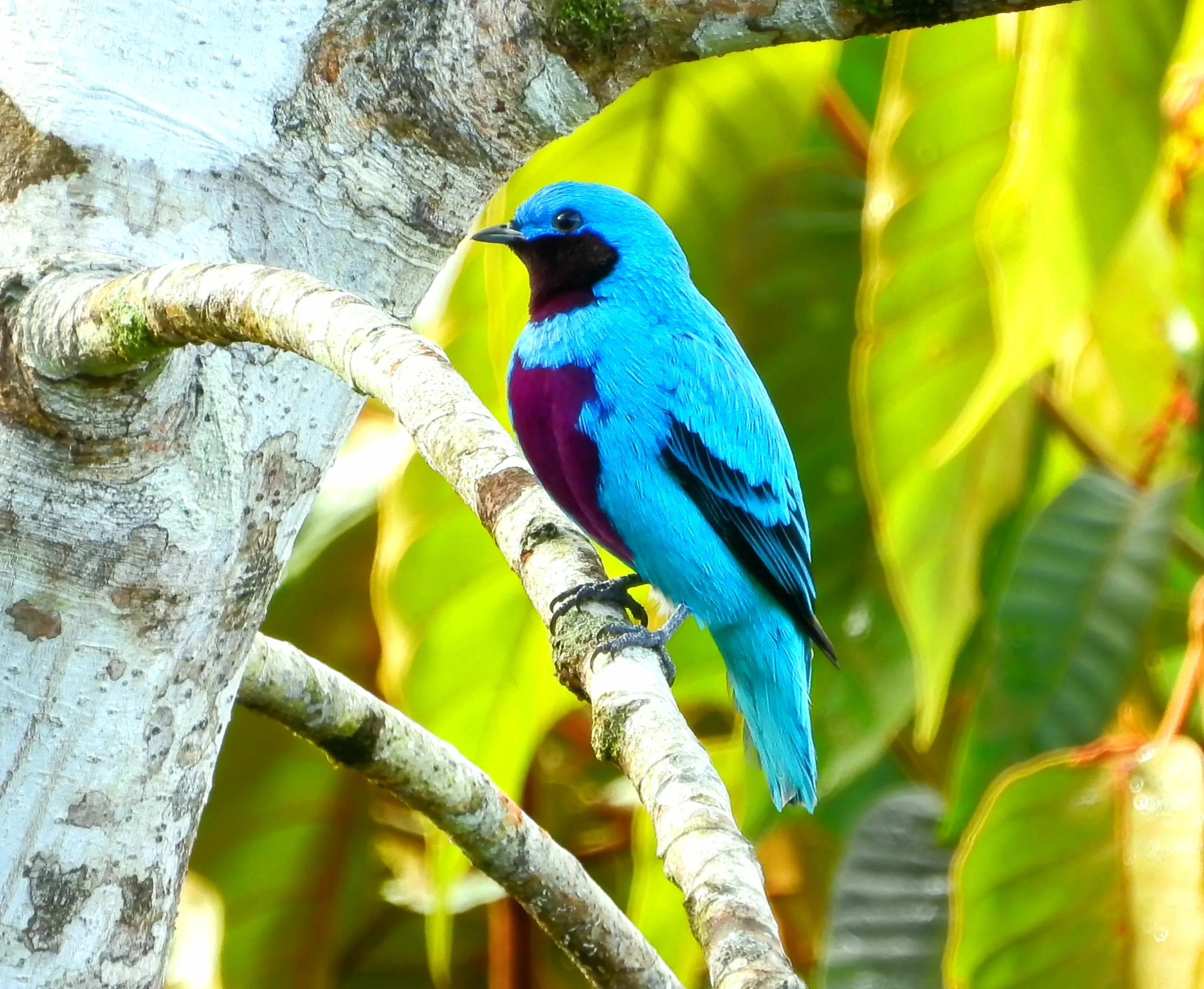 Details : Lovely Cotinga - BirdGuides