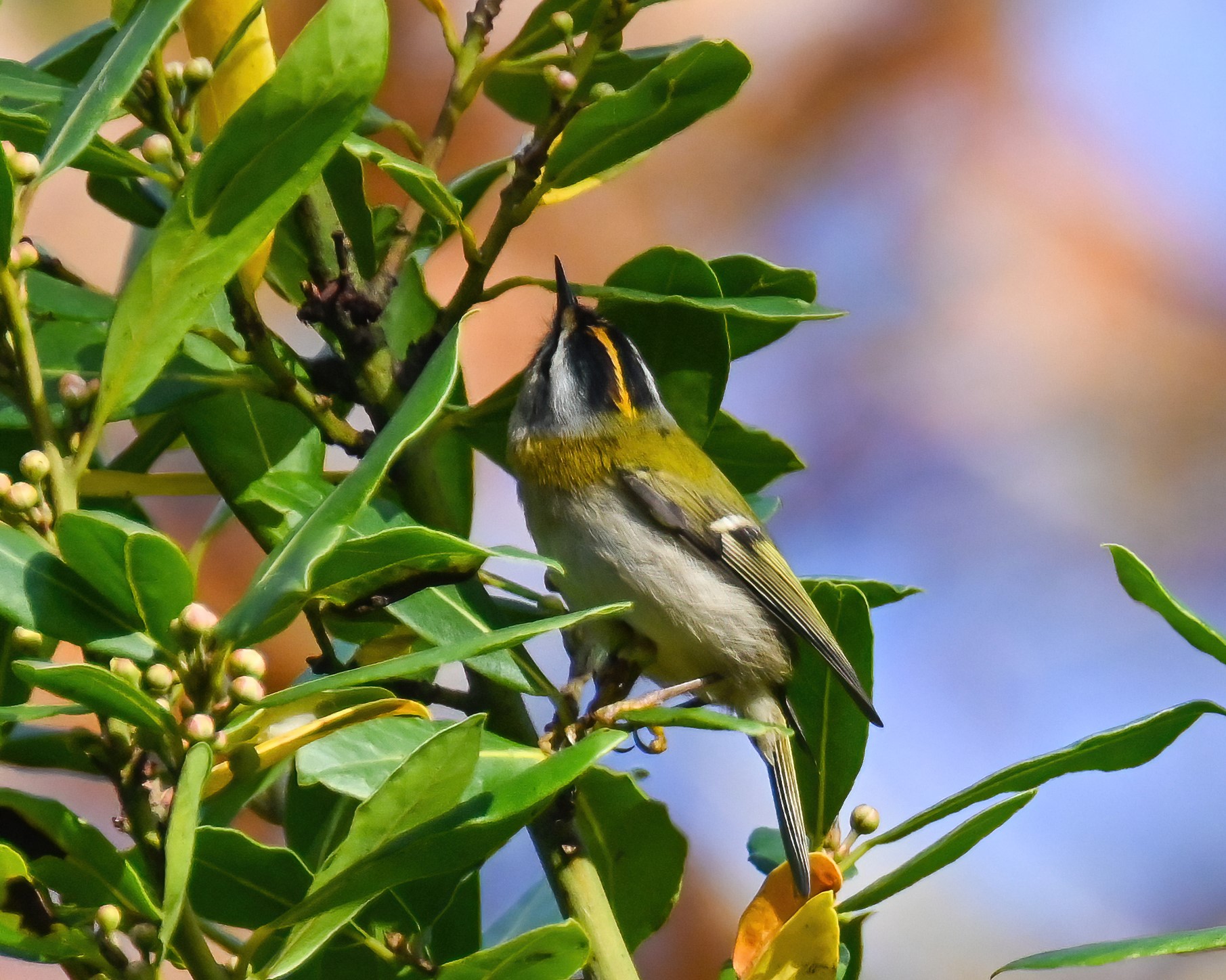 Firecrest by Frank Sengpiel - BirdGuides