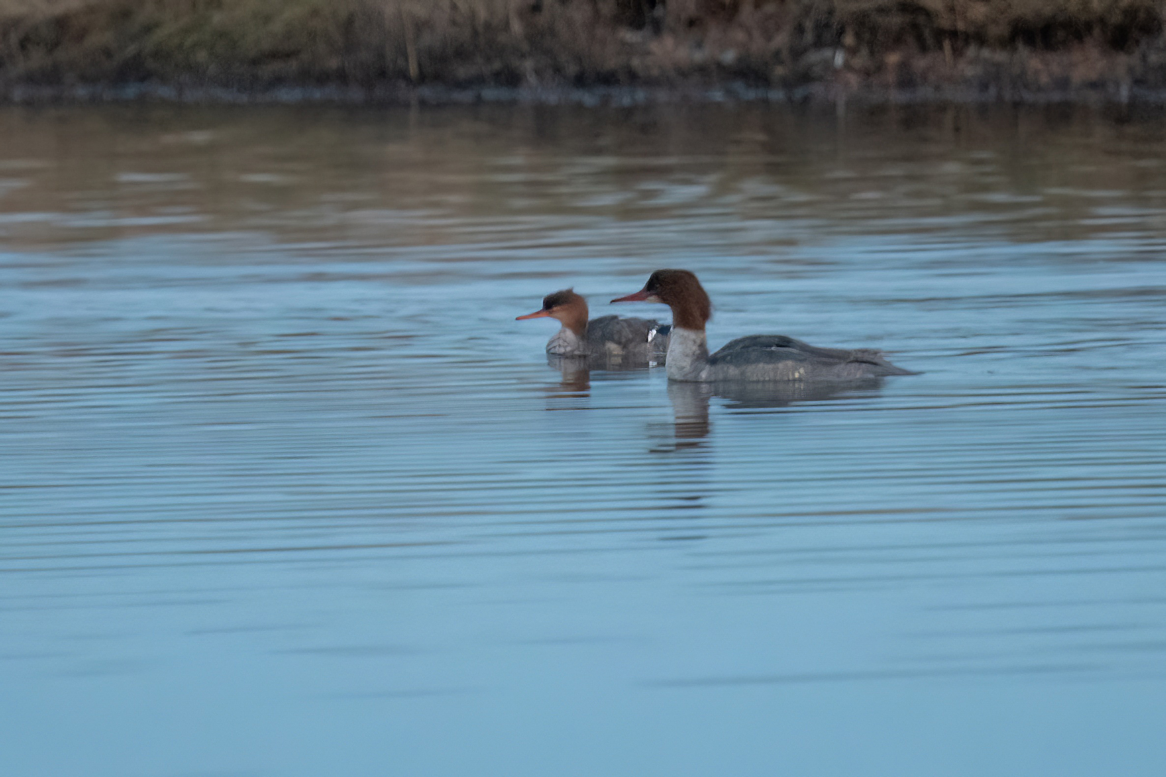 Goosander by David Campbell - BirdGuides