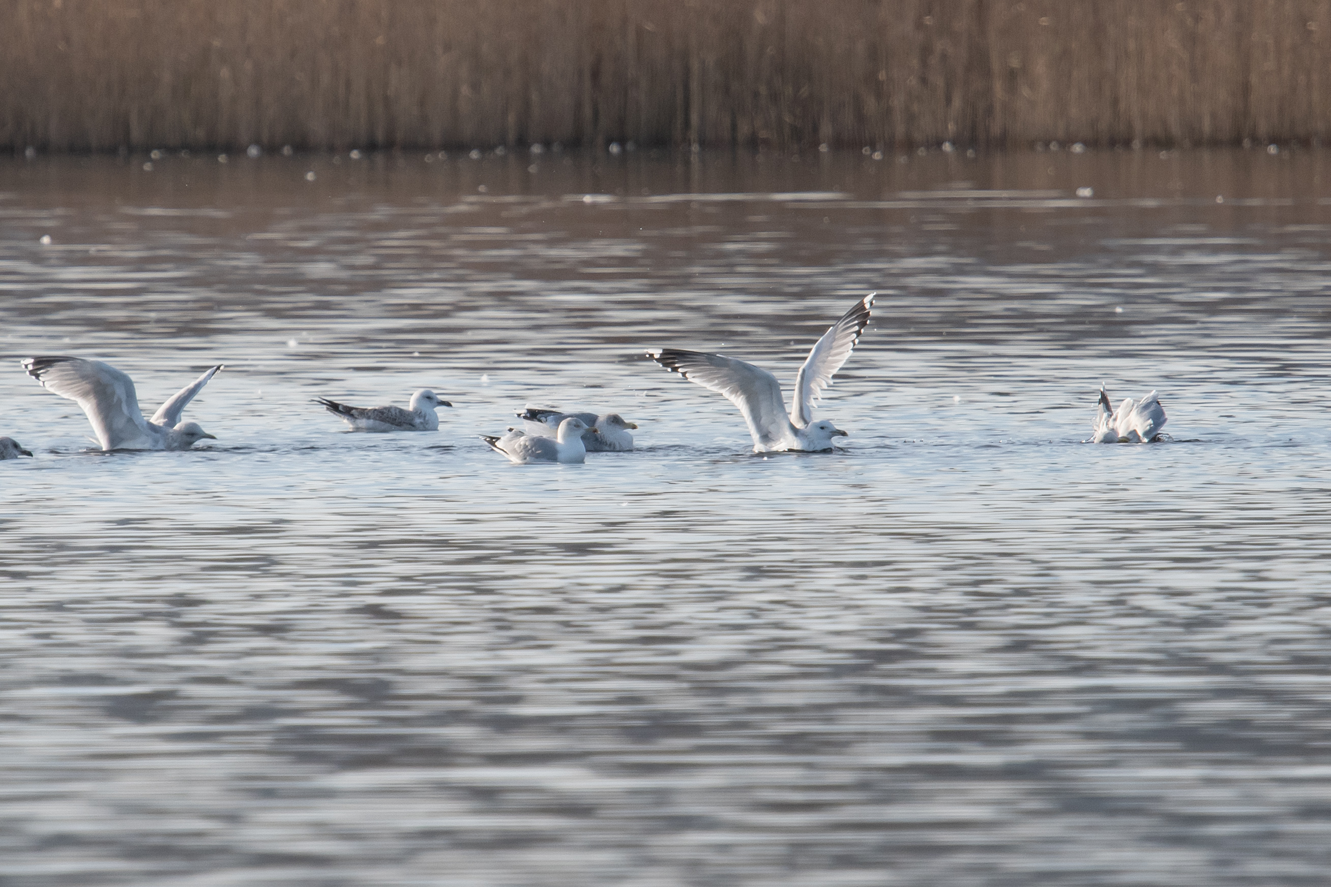 Caspian Gull by David Campbell - BirdGuides