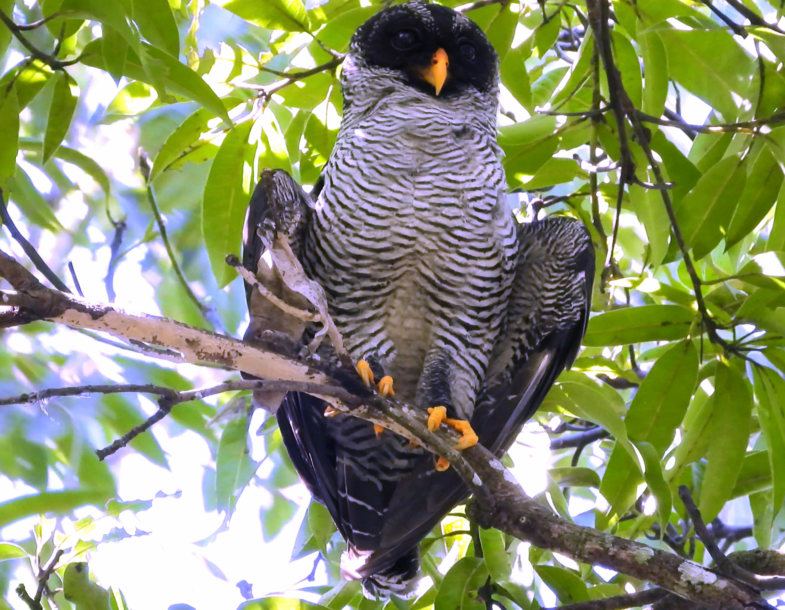 Black-and-white Owl by Stephen Pogson - BirdGuides